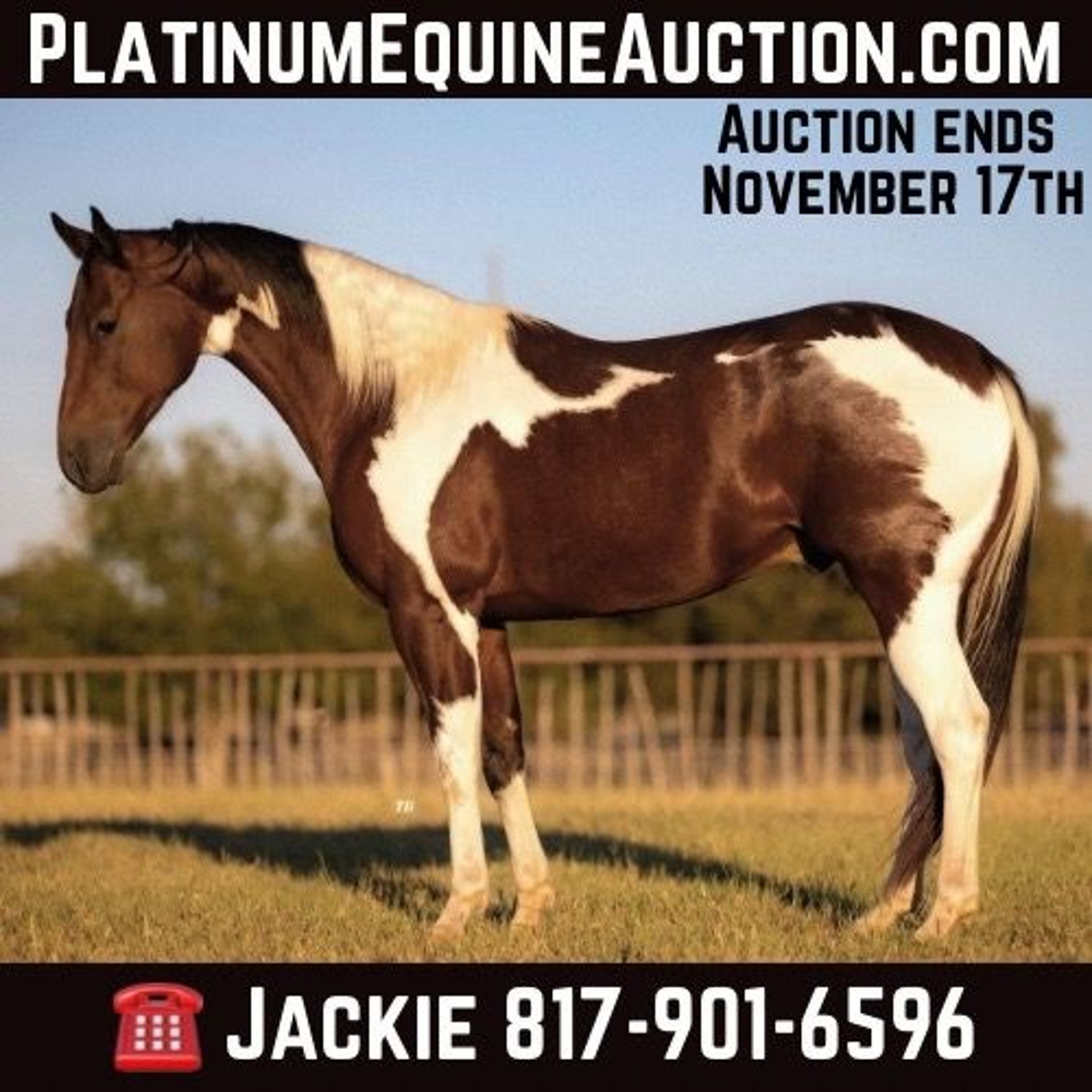 American Quarter Horse Gelding 6 years Tobiano-all-colors in Weatherford TX