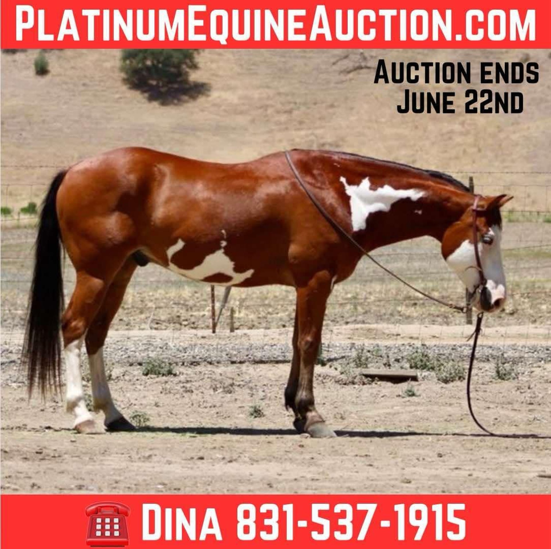 American Quarter Horse Gelding 11 years 14,2 hh Overo-all-colors in ...