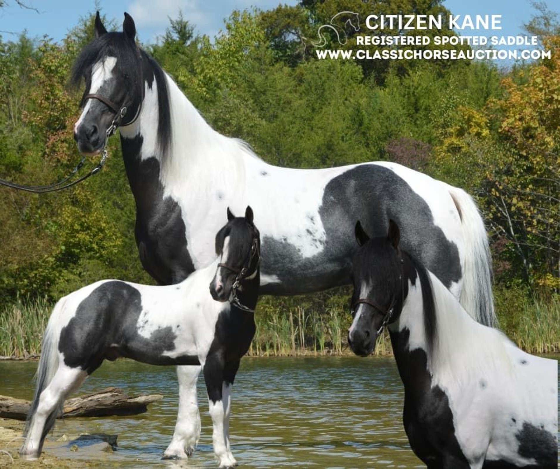 Spotted Saddle Horse Wallach 8 Jahre 152 cm Tobiano-alle-Farben in Hustonville, KY