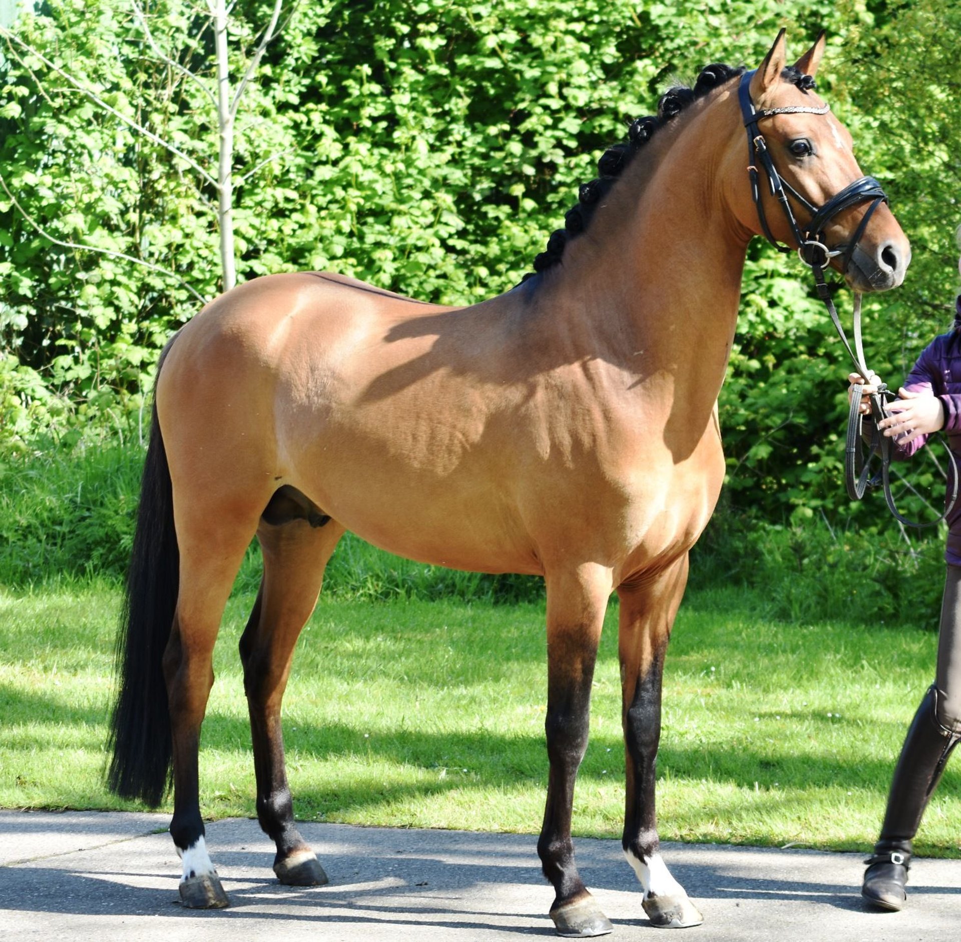 Deutsches Reitpony Hengst 3 Jahre 145 cm Falbe in Butjadingen