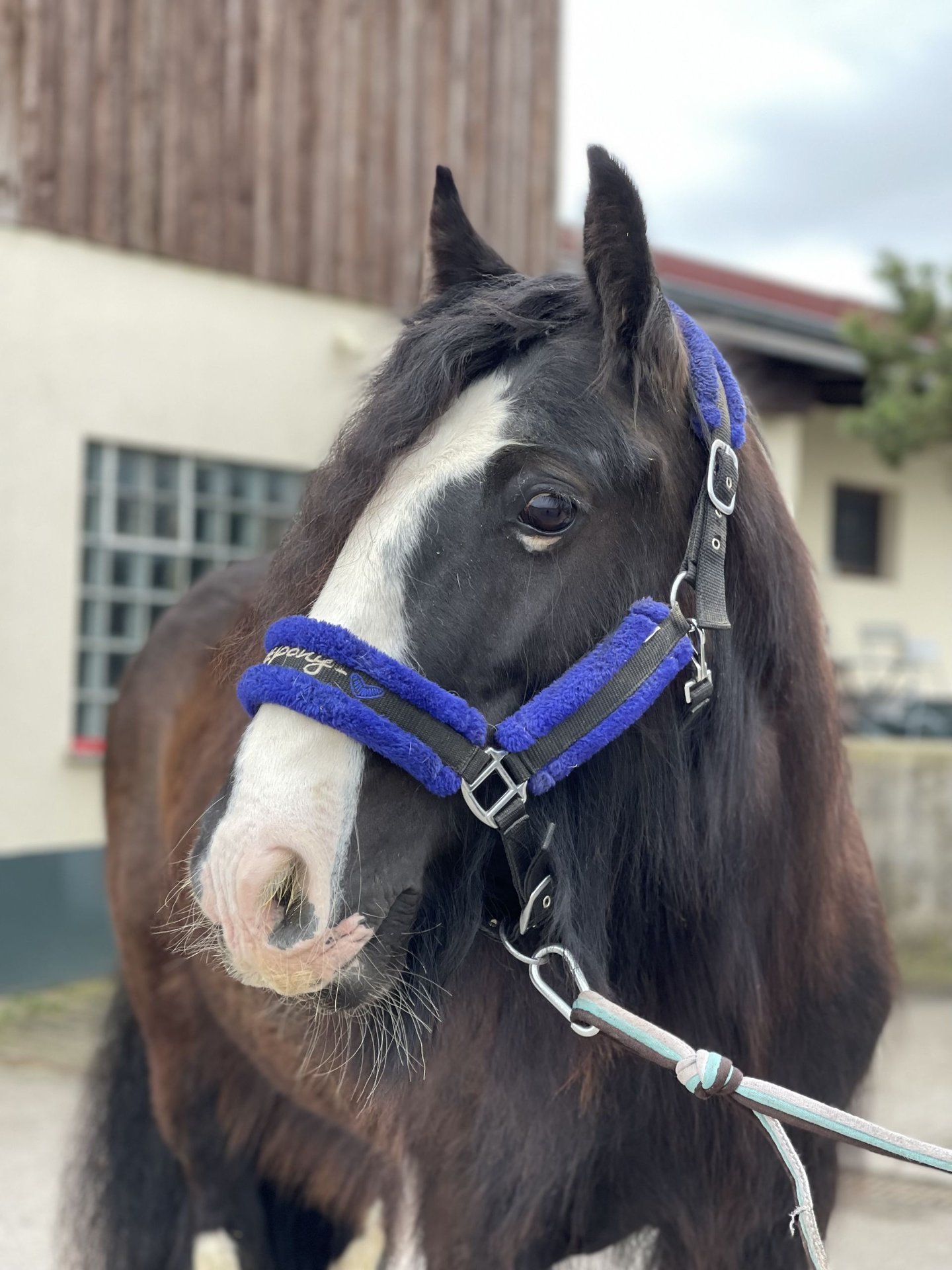 Tinker Jument 7 Ans 142 cm Noir in Pfullendorf