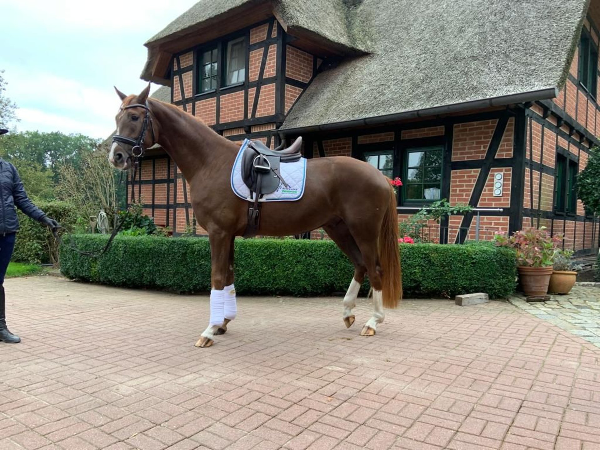 Hannoveraner Wallach 3 Jahre 169 cm Dunkelfuchs in Lüneburg