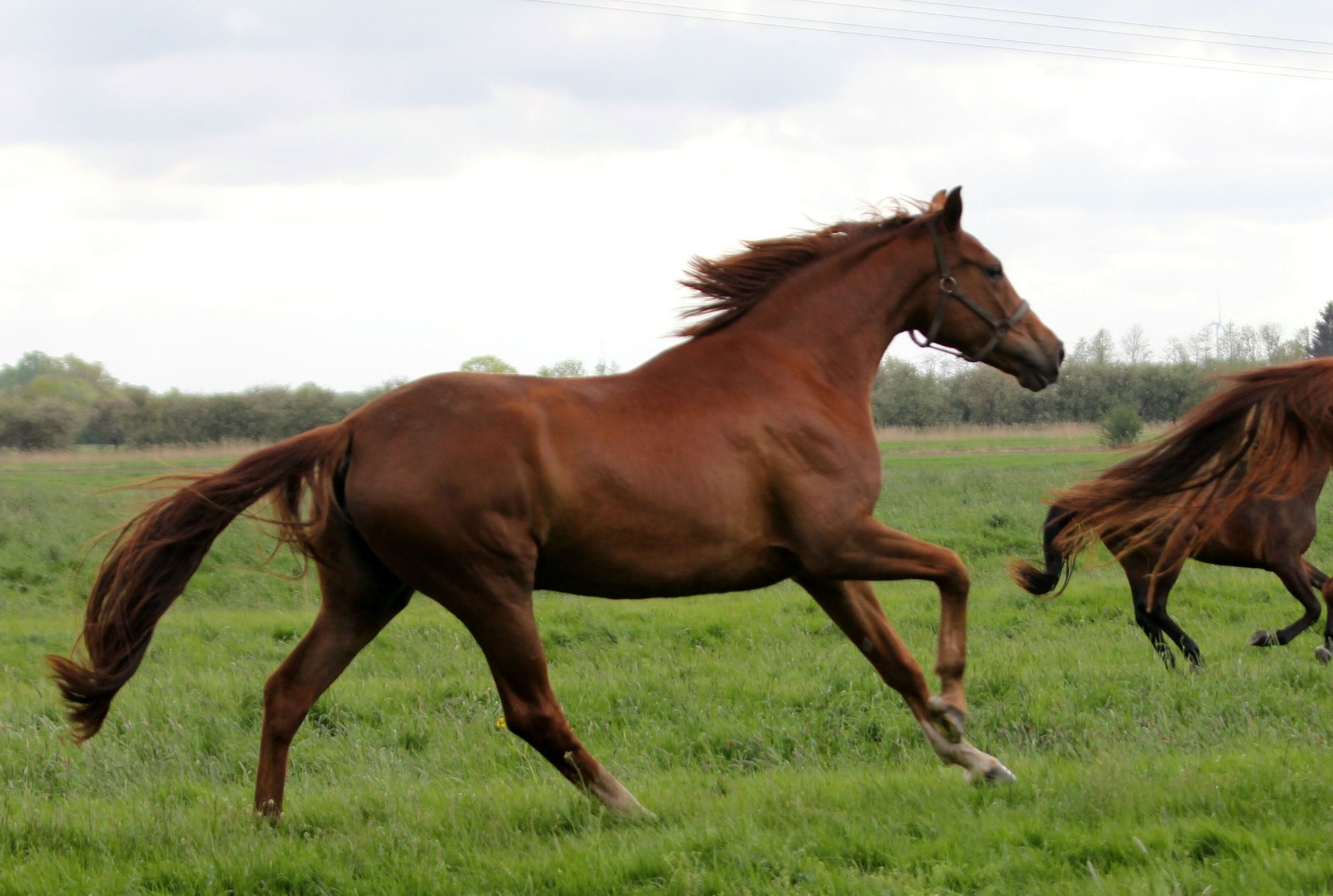 Oldenburg Mare 10 years 16,3 hh Chestnut in Kutenholz