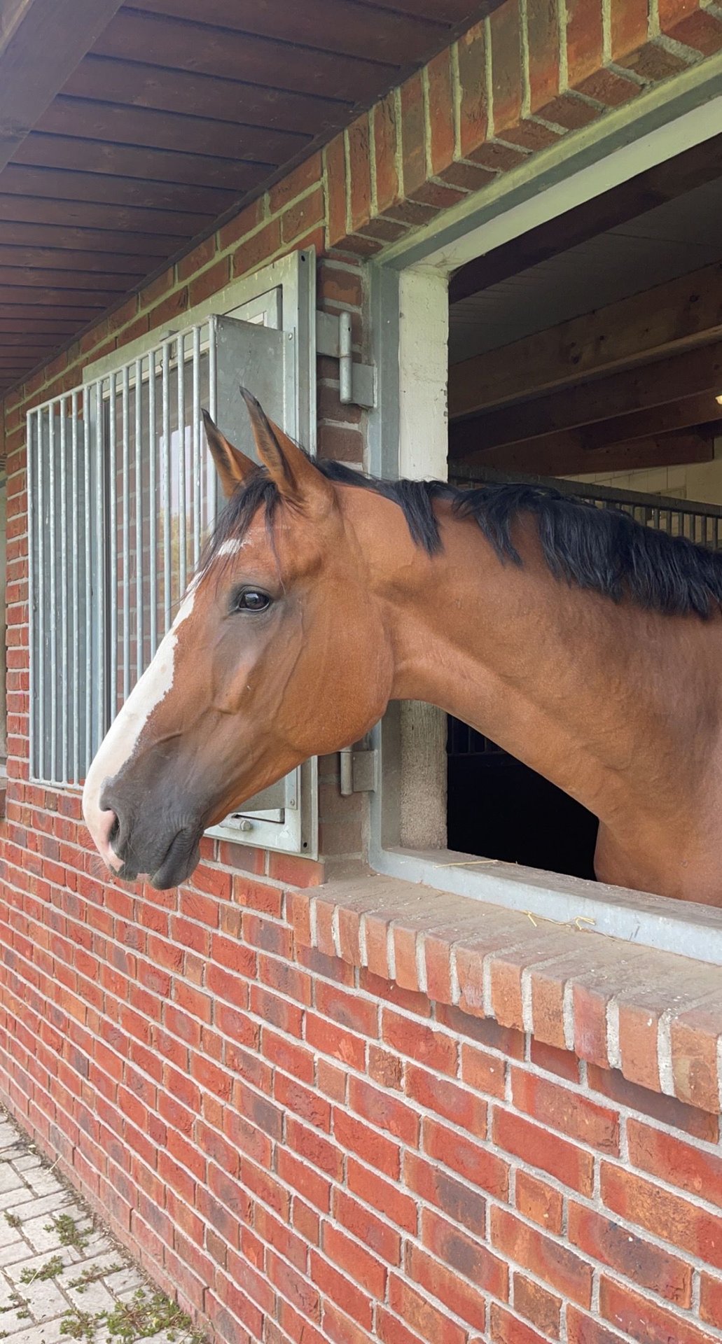 Oldenburger Springpferd Wallach 12 Jahre 180 cm Brauner in Brechen
