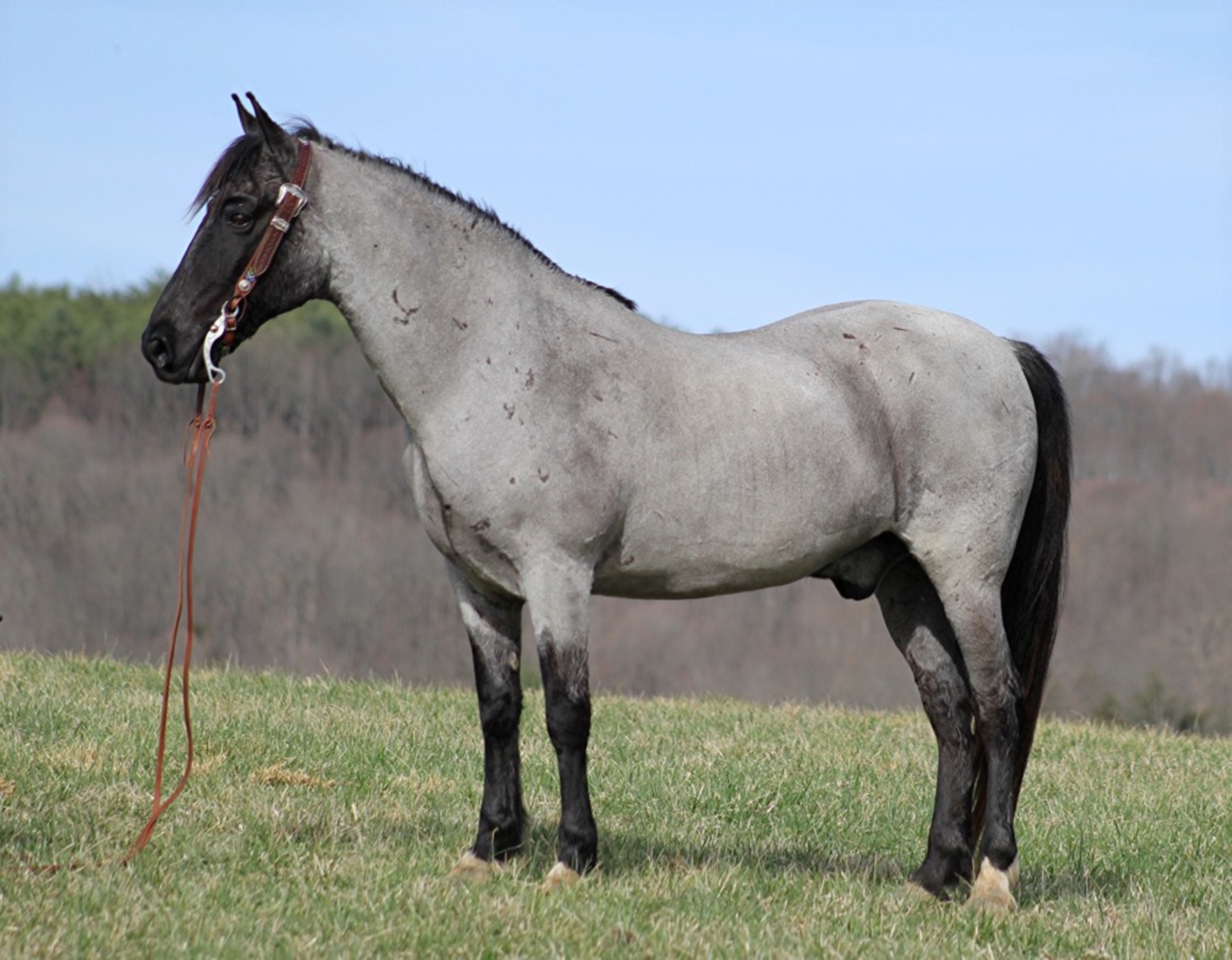 Tennessee Walking Horse Wallach 13 Jahre Roan-Blue in Brodhead KY