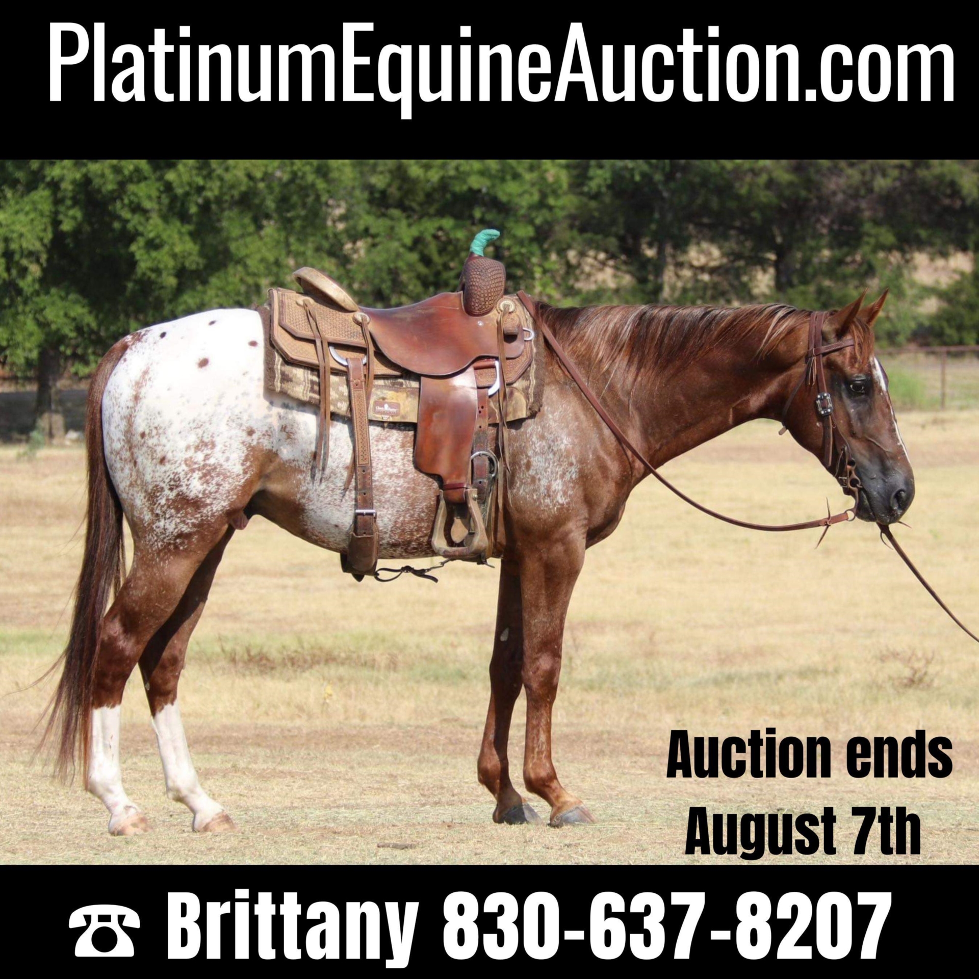 American Quarter Horse Wallach 7 Jahre 147 cm Dunkelfuchs in Gainesville TX