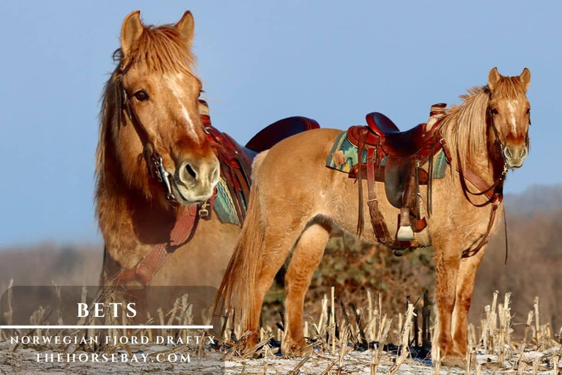 Draft Horse Mix Mare 4 years Dun in Hesperia, MI
