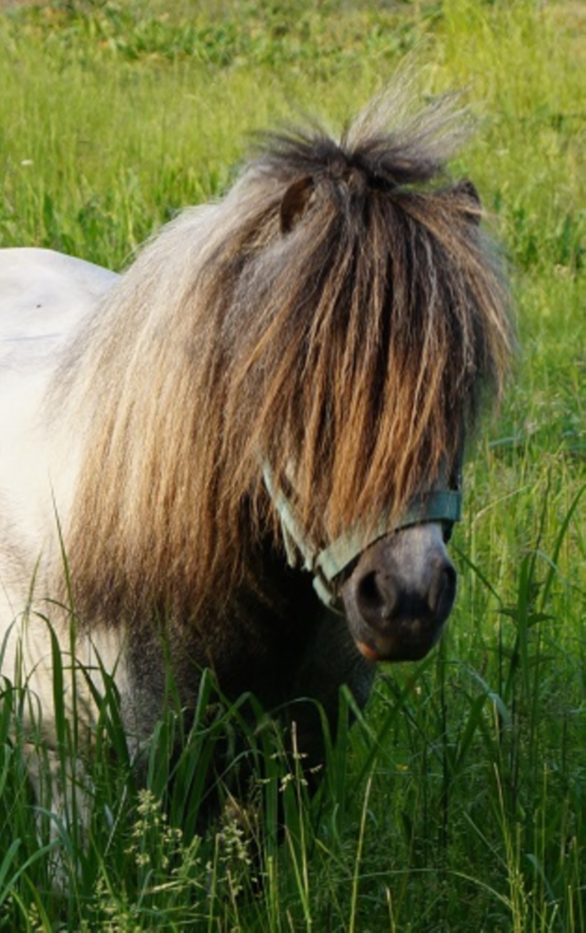 American Miniature Horse Gelding 13 years Gray in Reichenwalde