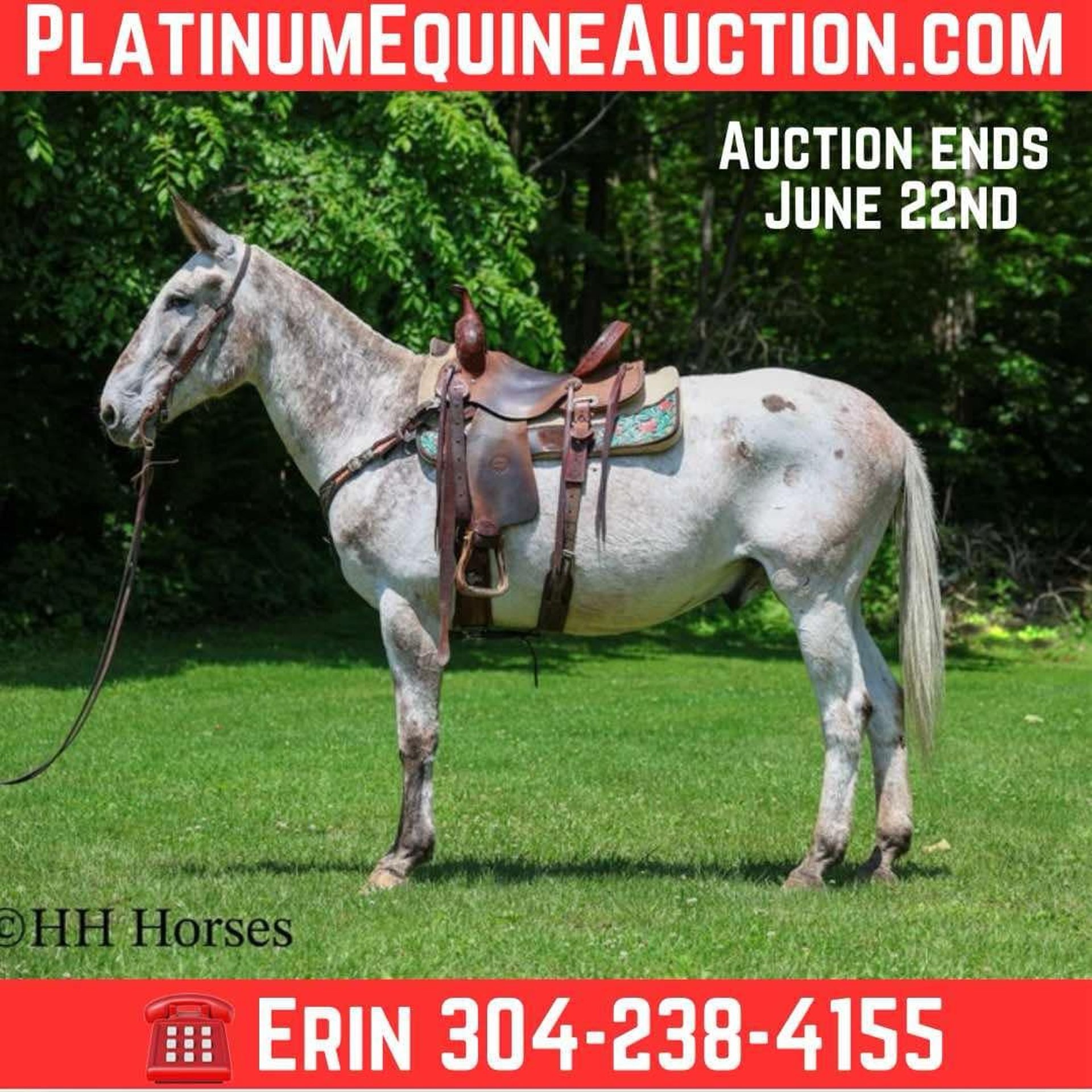 Appaloosa Wallach 12 Jahre 160 cm Dunkelfuchs in Flemingsburg Ky