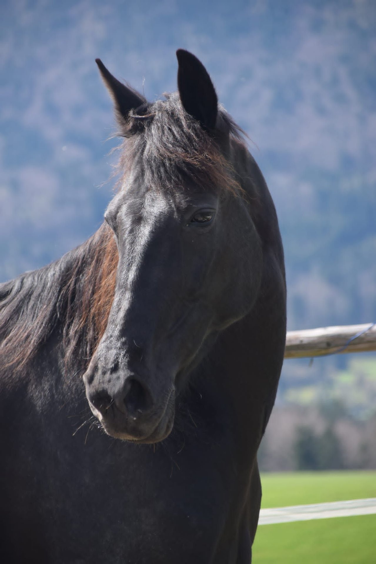 German Trotter Mare 11 years 15,1 hh Smoky-Black in Leithen