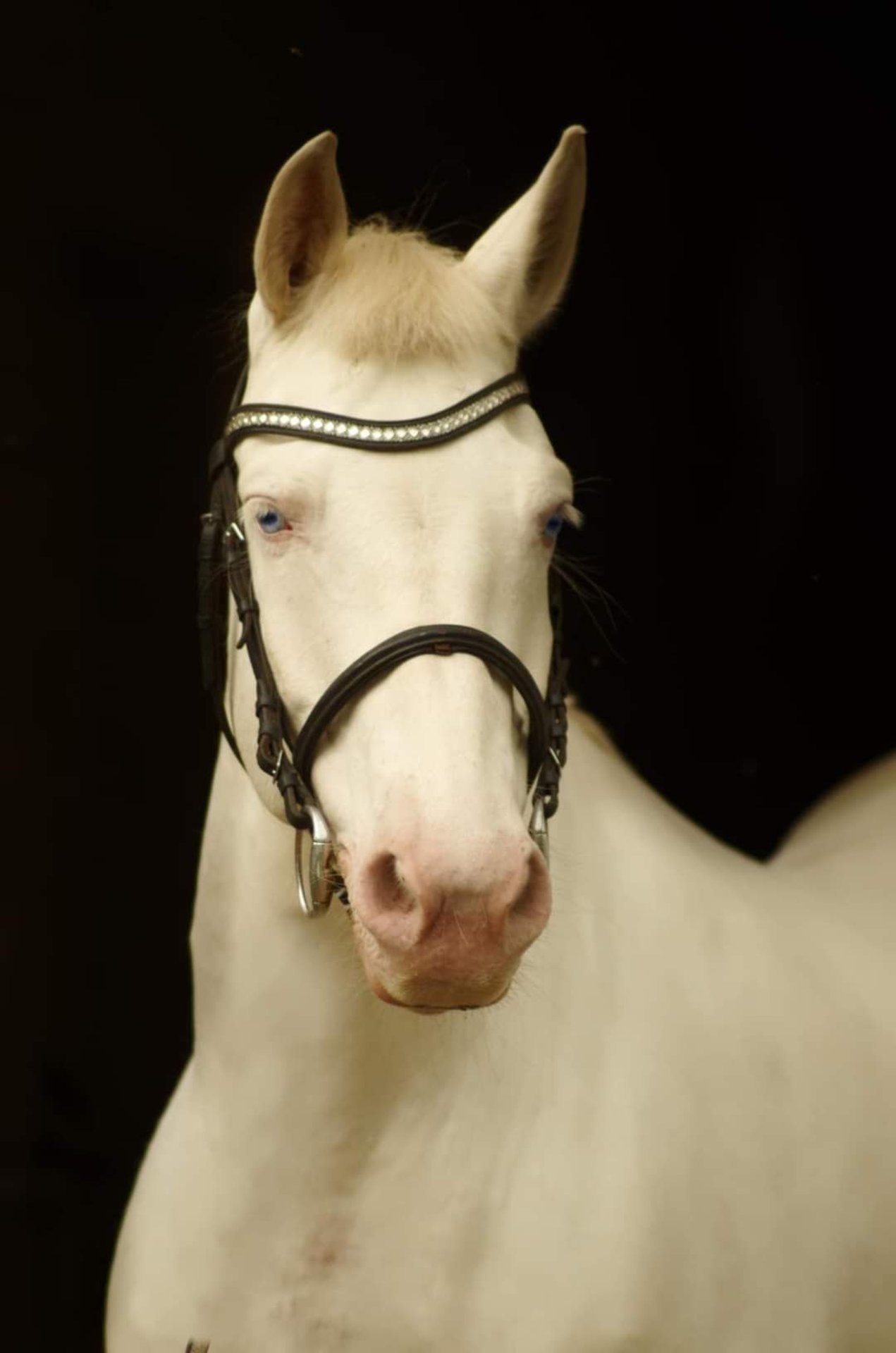 Weitere Ponys/Kleinpferde Stute 13 Jahre 148 cm Cremello in Kaunas
