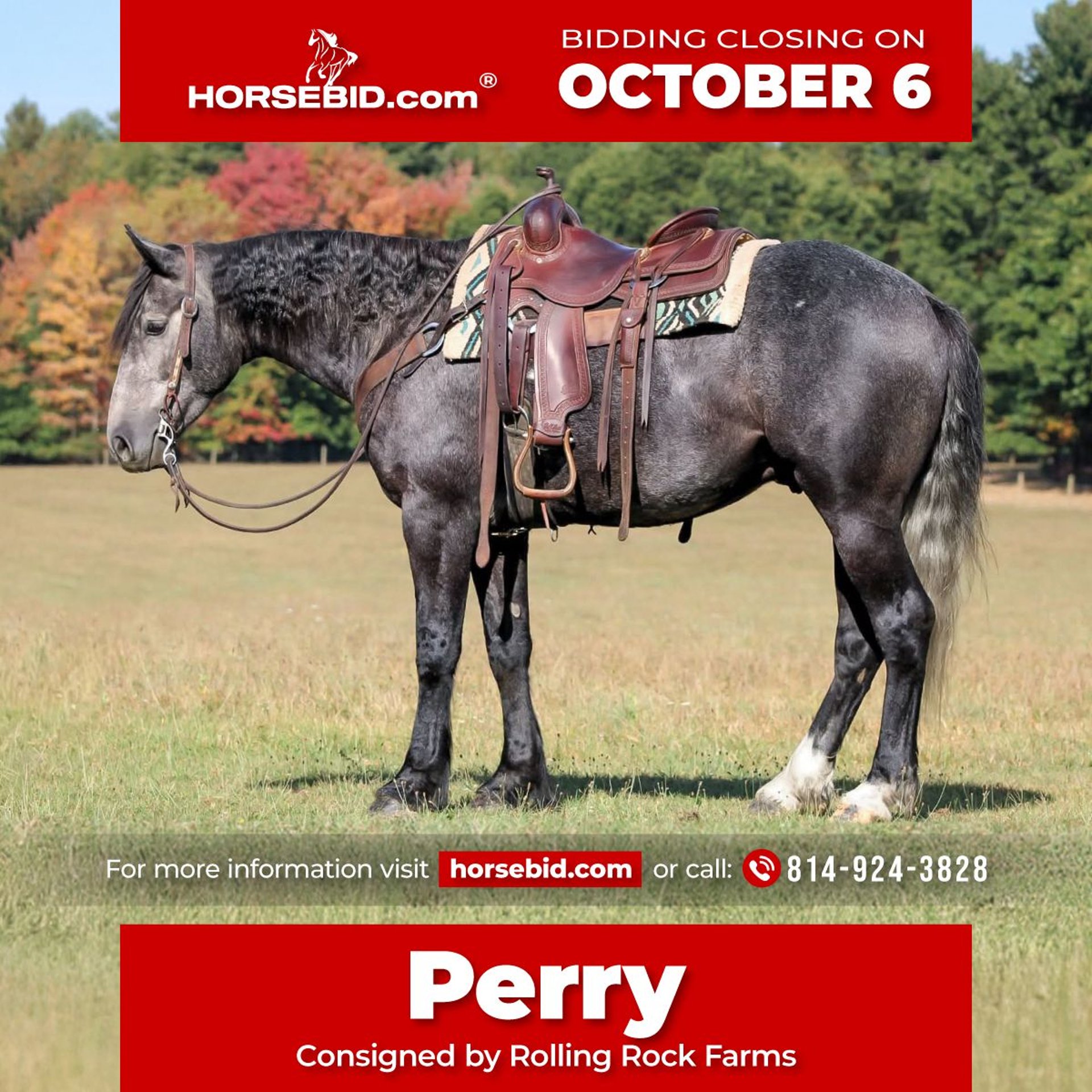 Draft Horse Mix Gelding 5 years 15,3 hh Grey in Clarion