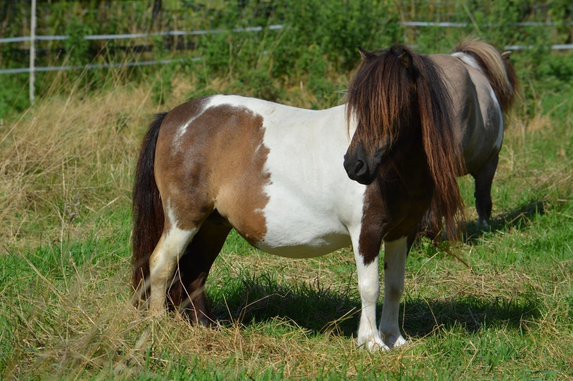 Mini Shetland Pony Stute 11 Jahre 86 cm Schecke in Großenkneten