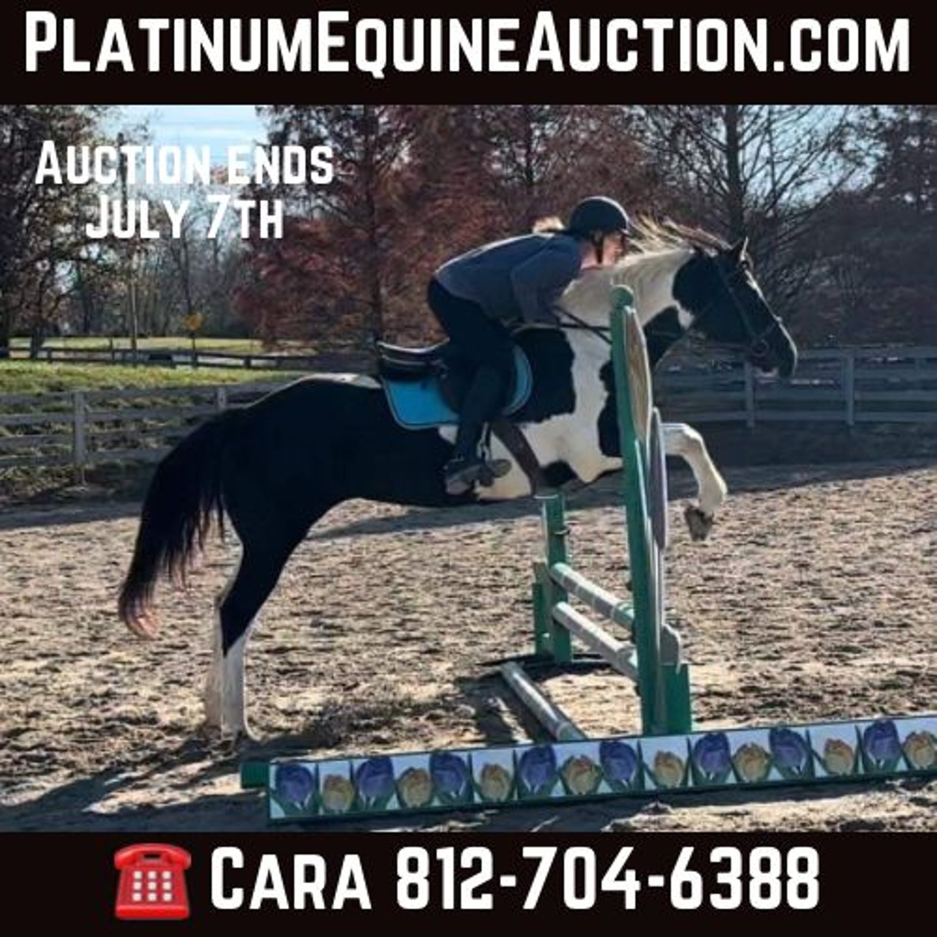 American Paint Horse Mare 16 years 15 hh Tobiano-all-colors in bORDEN in