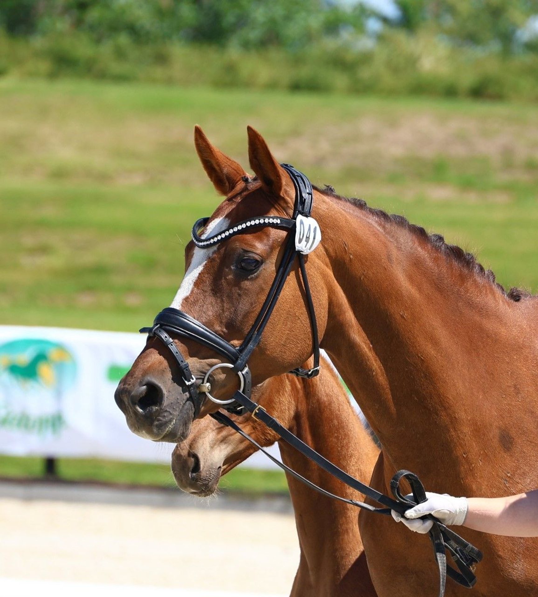 Oldenburg Mare 16 years 16,2 hh Chestnut in Werder