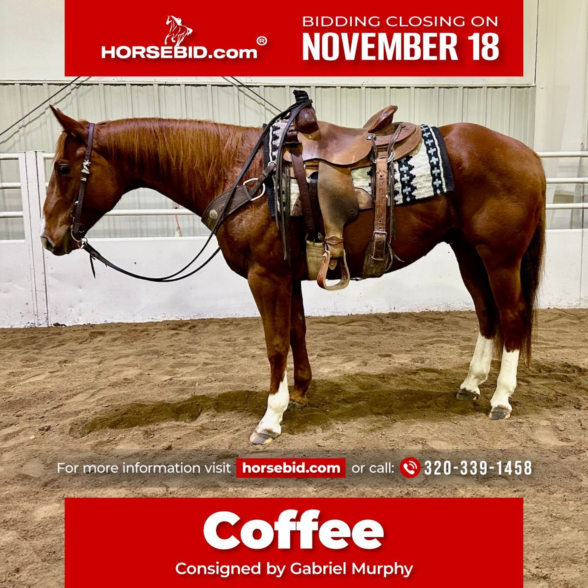 American Quarter Horse Gelding 6 years 14,3 hh Sorrel in Cannon Falls, MN