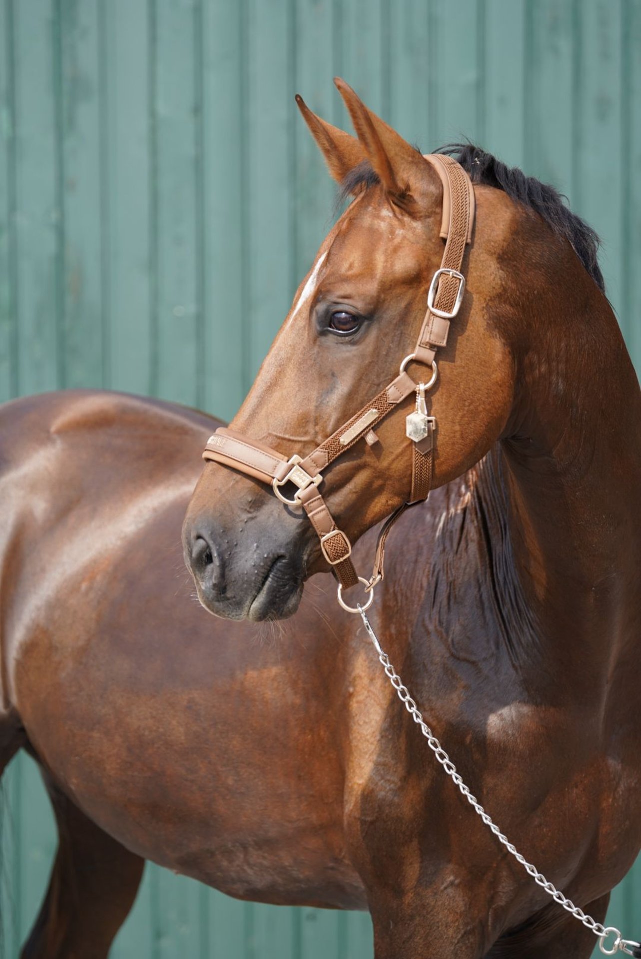 Baden Württemberger Wallach 11 Jahre 172 cm Fuchs in Übach-Palenberg