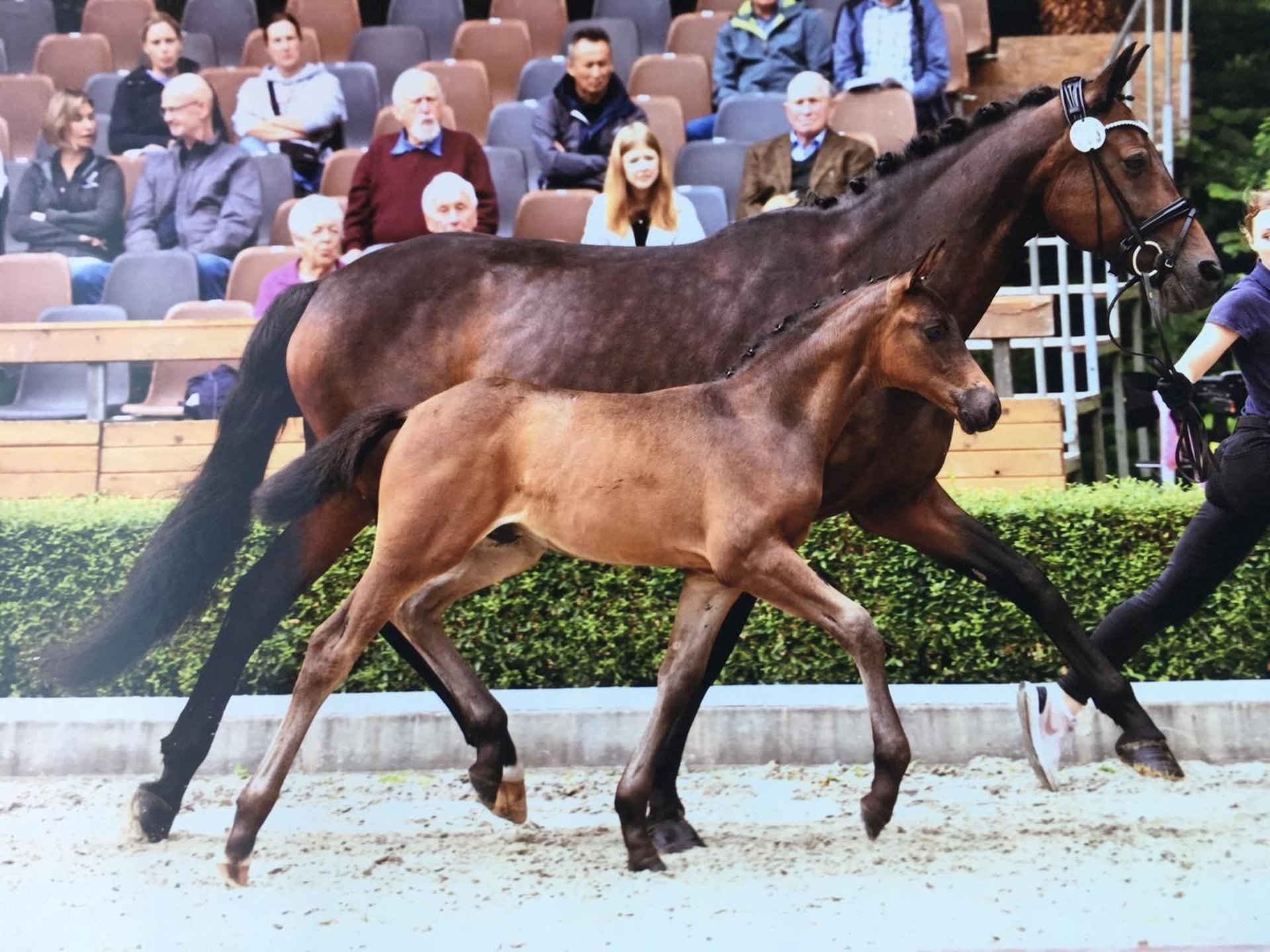 Oldenburg Mare 17 years 16,1 hh Bay-Dark in Suhlendorf