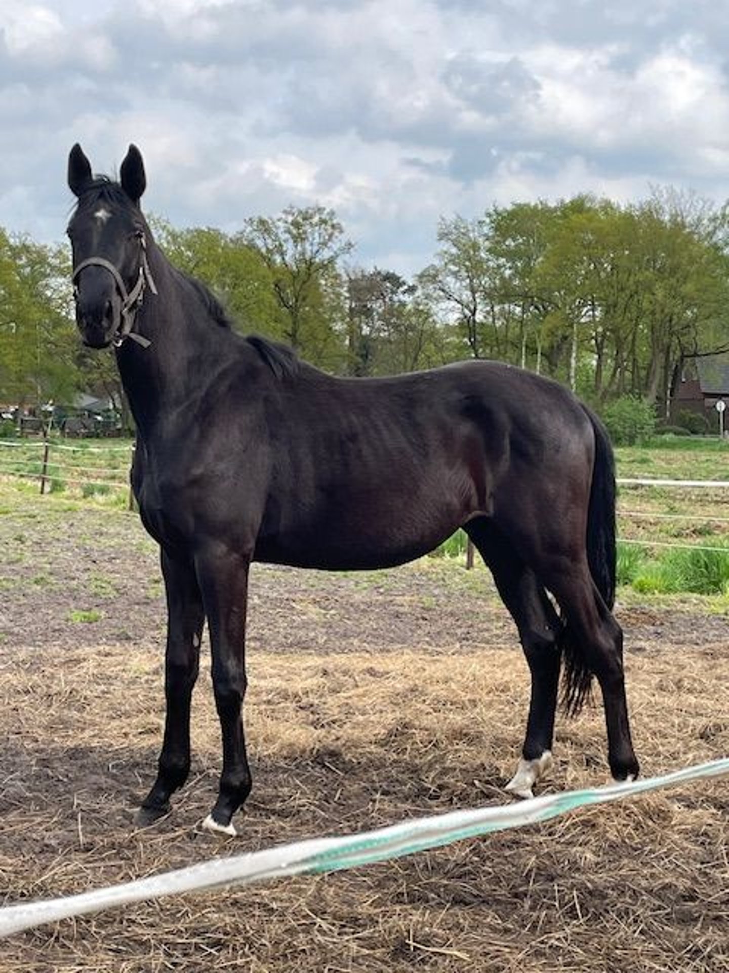 Hannoveraner Hengst 2 Jahre Rappe in Lilienthal