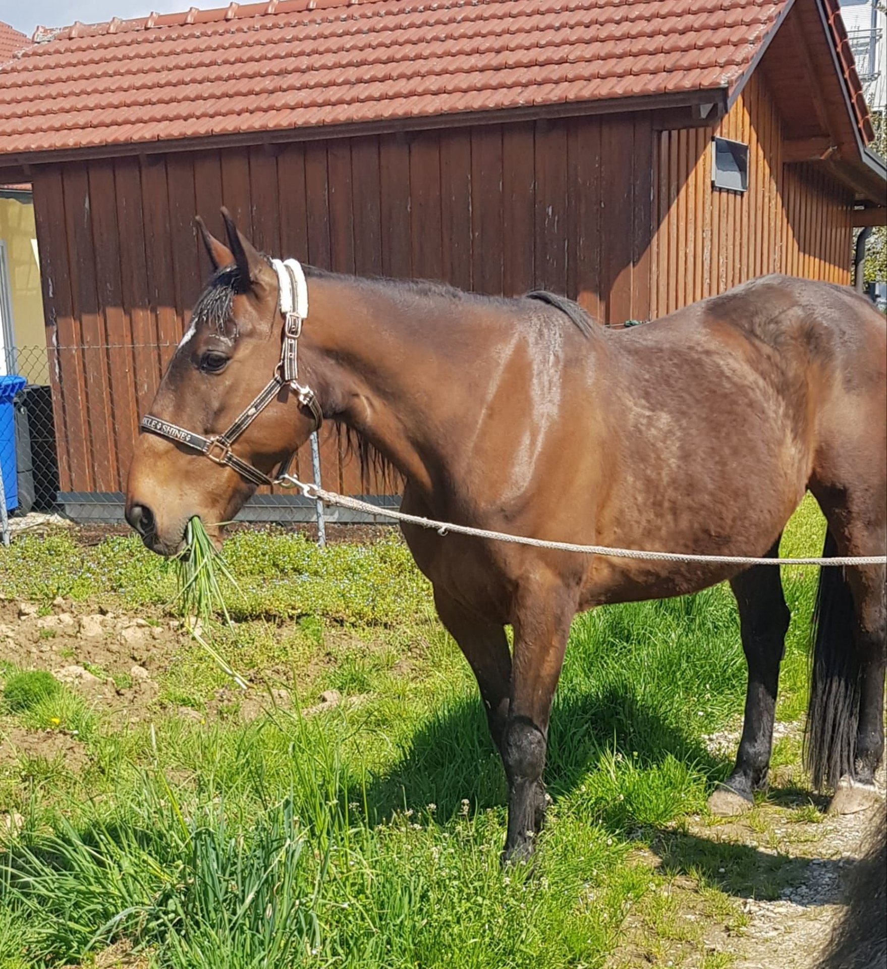 Deutscher Traber Wallach 12 Jahre 160 cm Brauner in Osterhofen