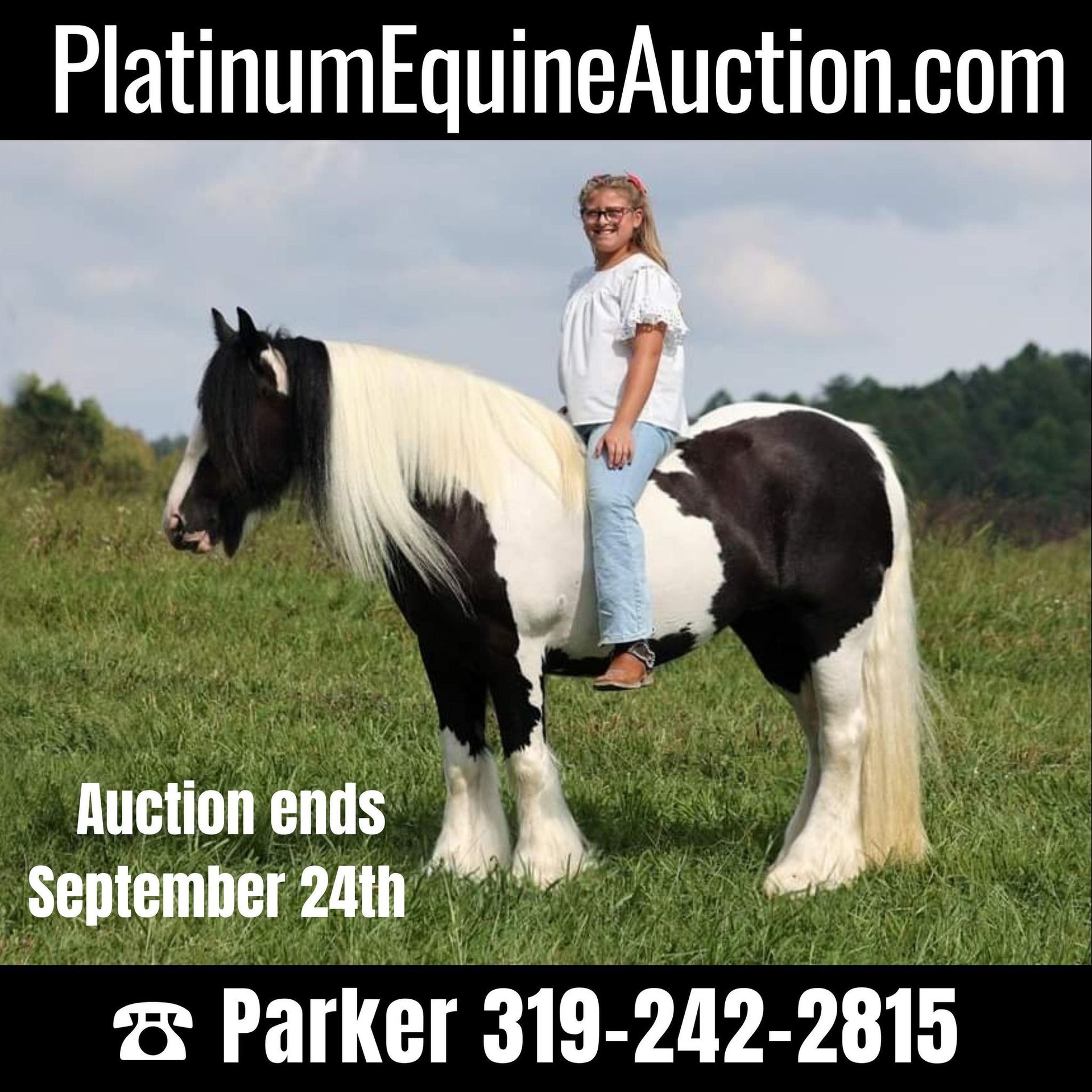 Gypsy Horse Mare 14 years 15 hh Tobiano-all-colors in Somerset KY