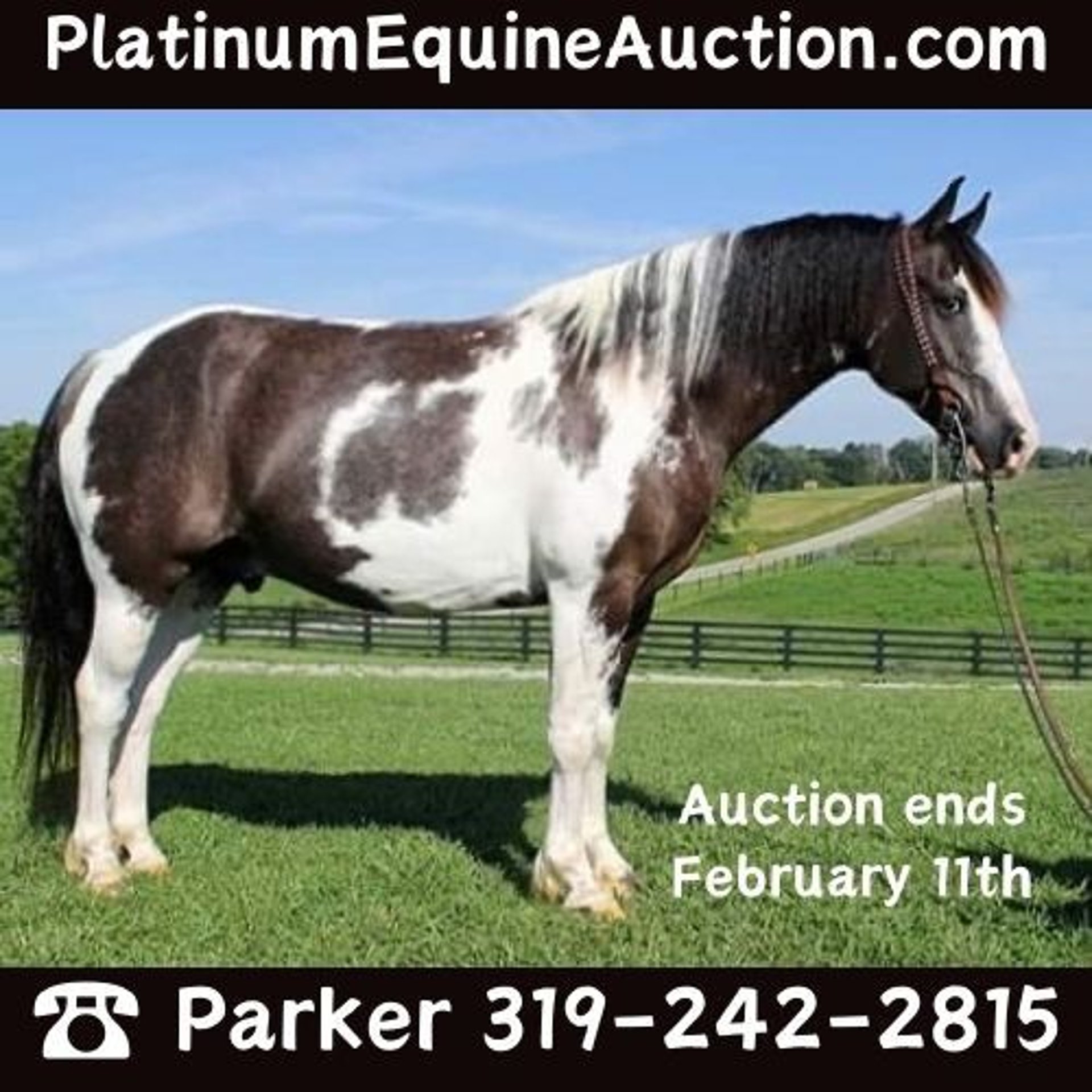 Gypsy Horse Gelding 10 years 14,2 hh Tobiano-all-colors in Somerset