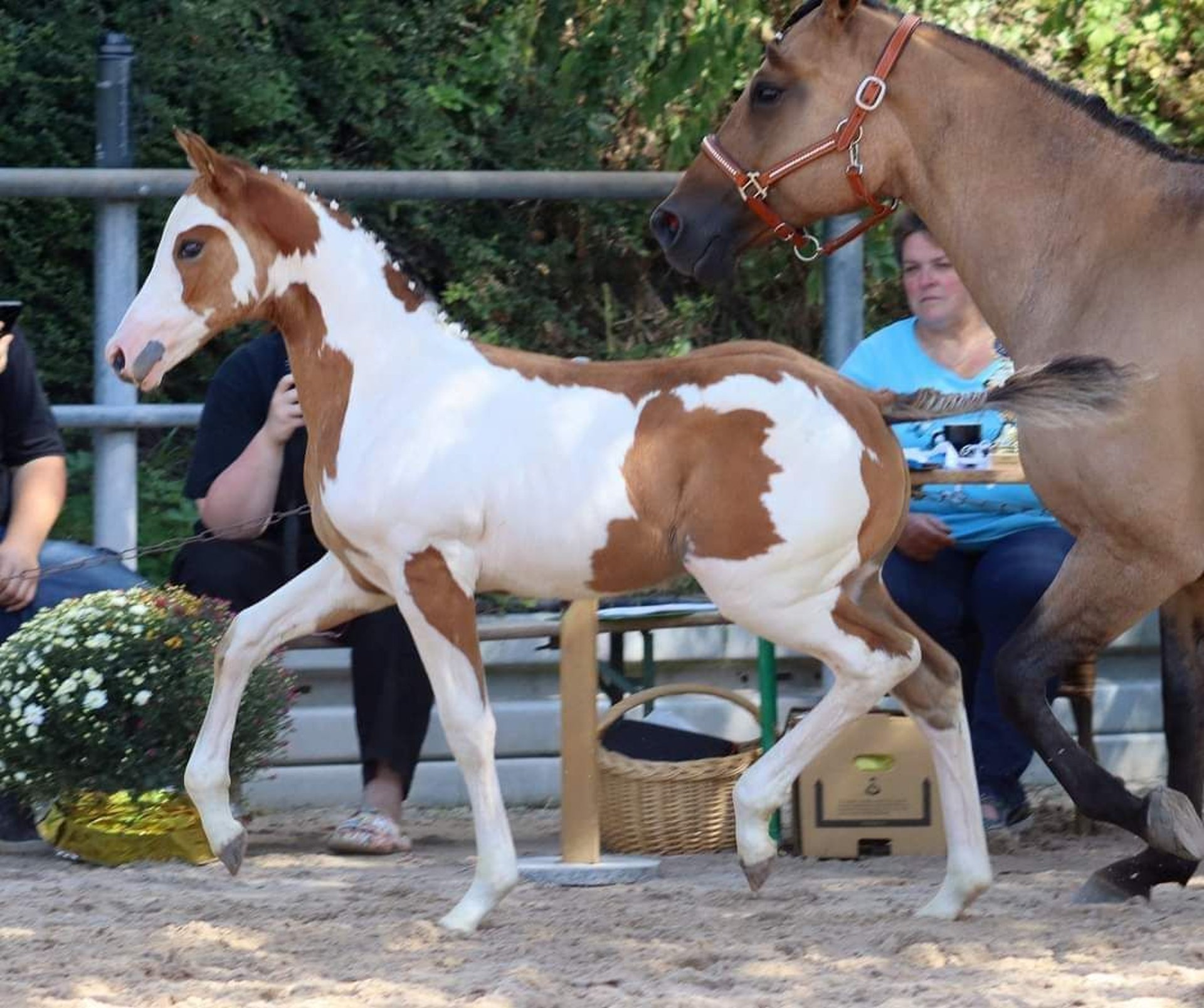 Quarter Pony Stallion Foal (06/2024) 15 hh Overo-all-colors in Vlotho