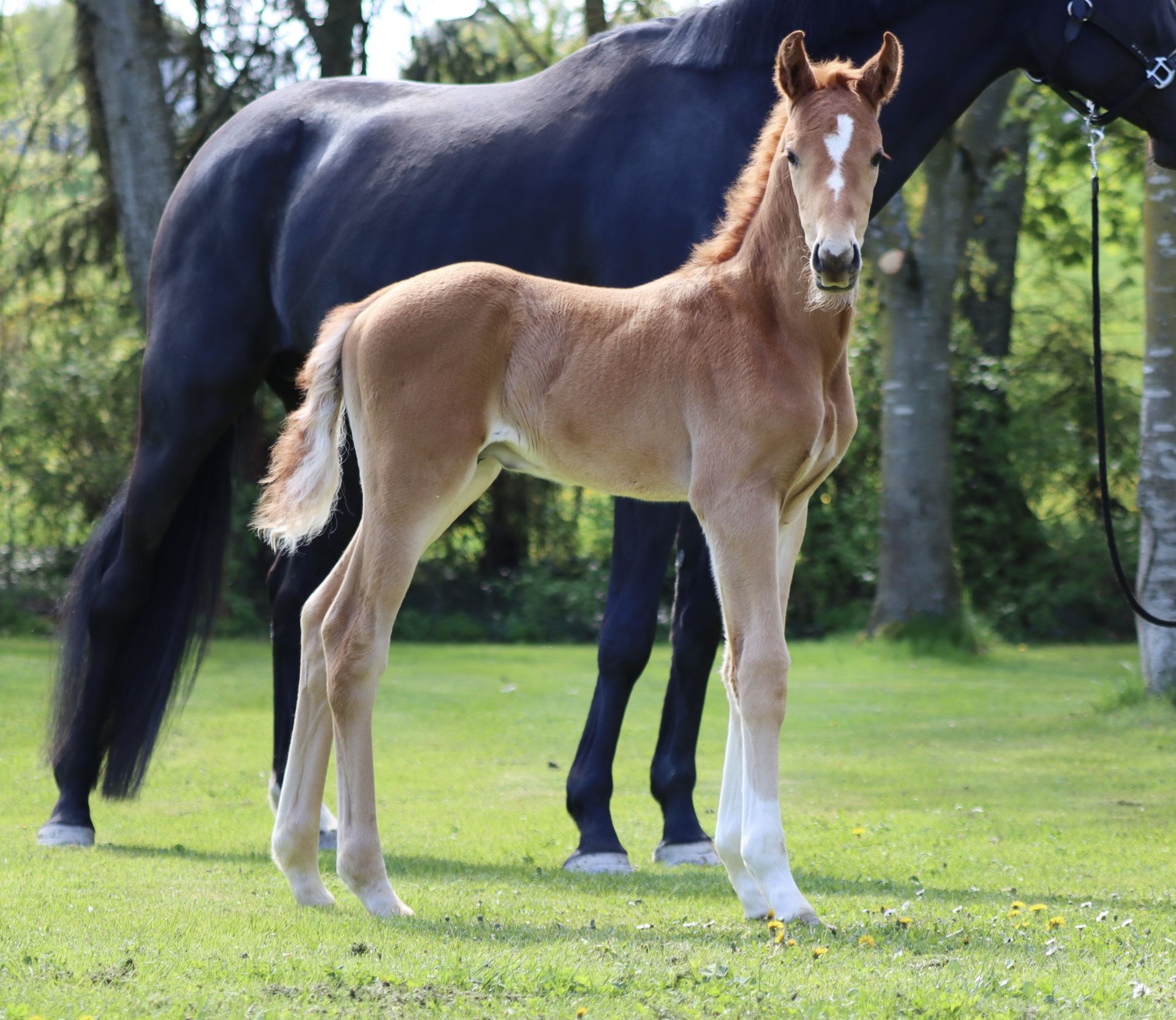Hanoverian Stallion 17 hh Chestnut-Red in Börrstadt