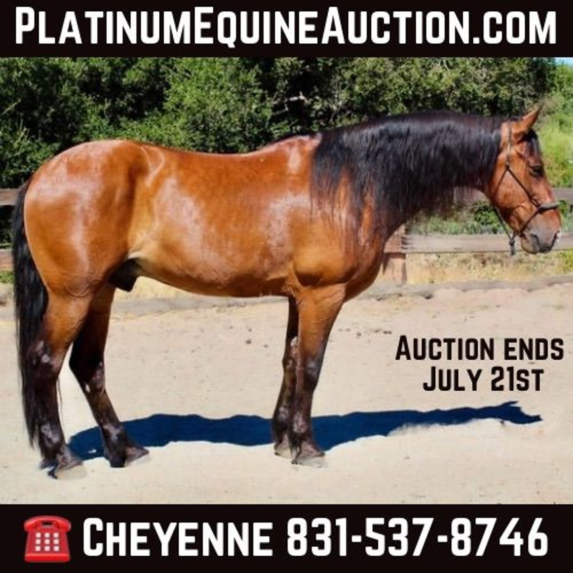 Draft Horse Gelding 14 years 15,3 hh Bay in Bitterwater CA