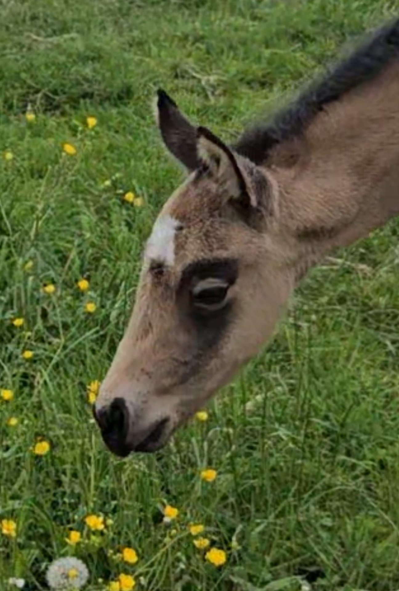 American Quarter Horse Merrie 154 cm Buckskin in Halfing