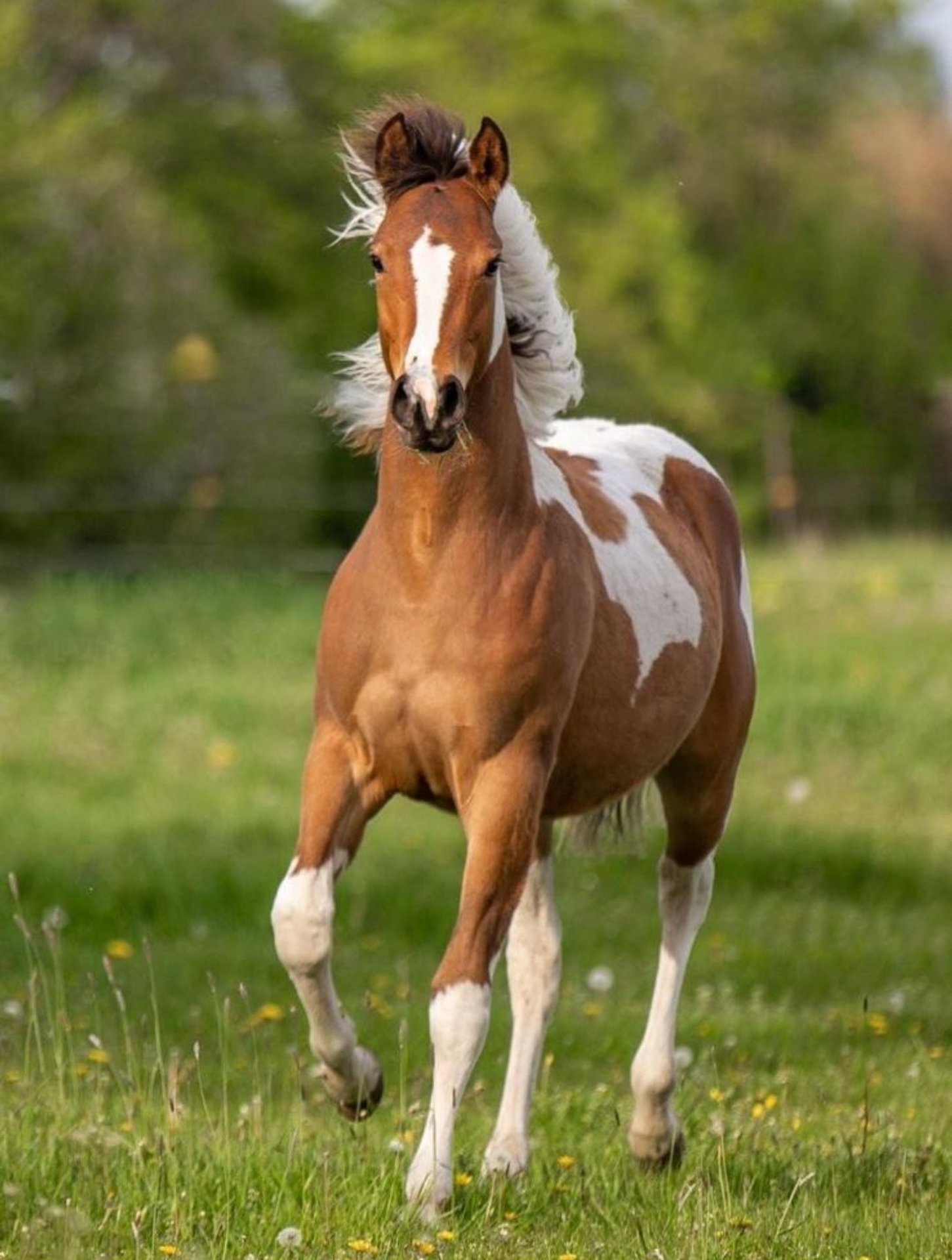 Paint Horse Stute 2 Jahre 155 cm Tobiano-alle-Farben in Mettmann