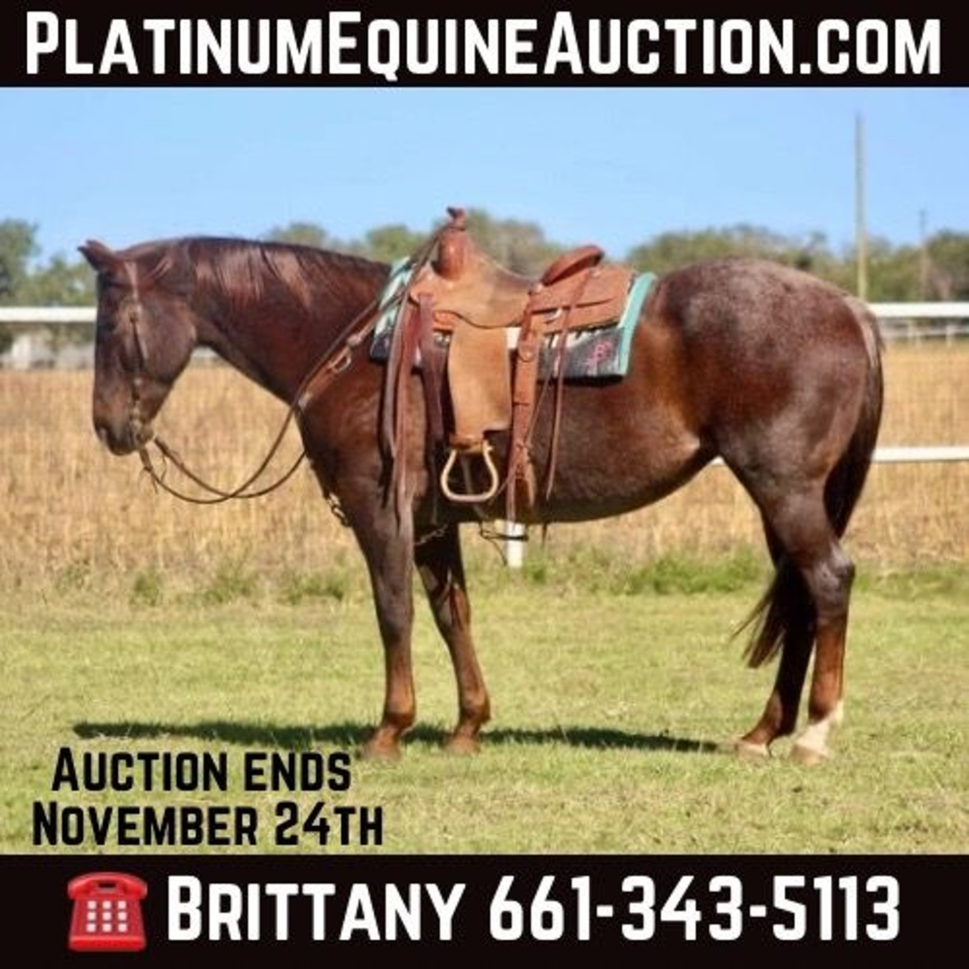 American Quarter Horse Wallach 16 Jahre Roan-Red in Cody WY