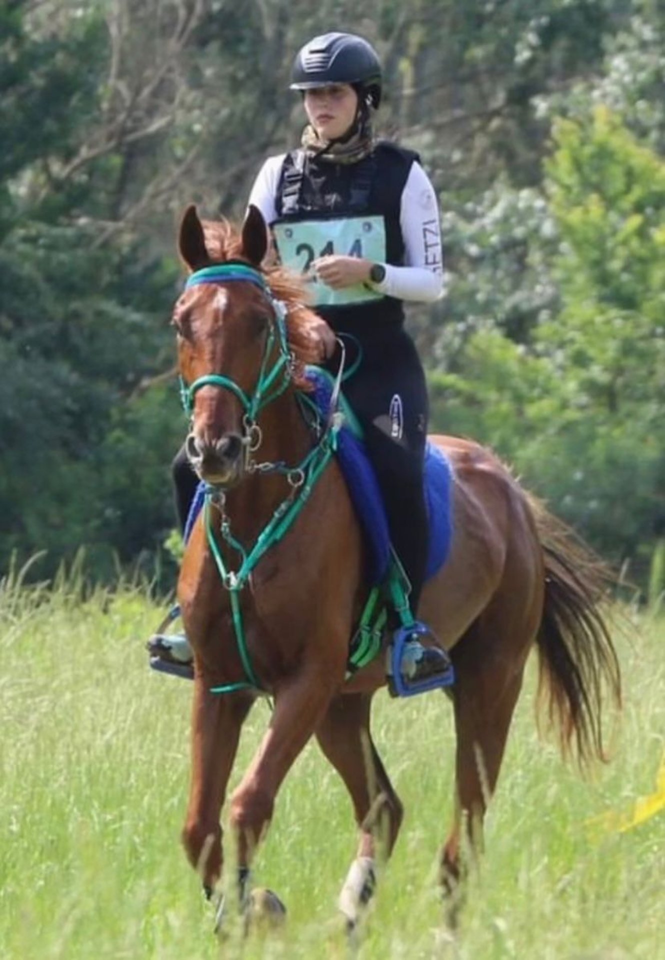 Anglo-Arab Gelding 7 years 15,3 hh Chestnut-Red in Sicily