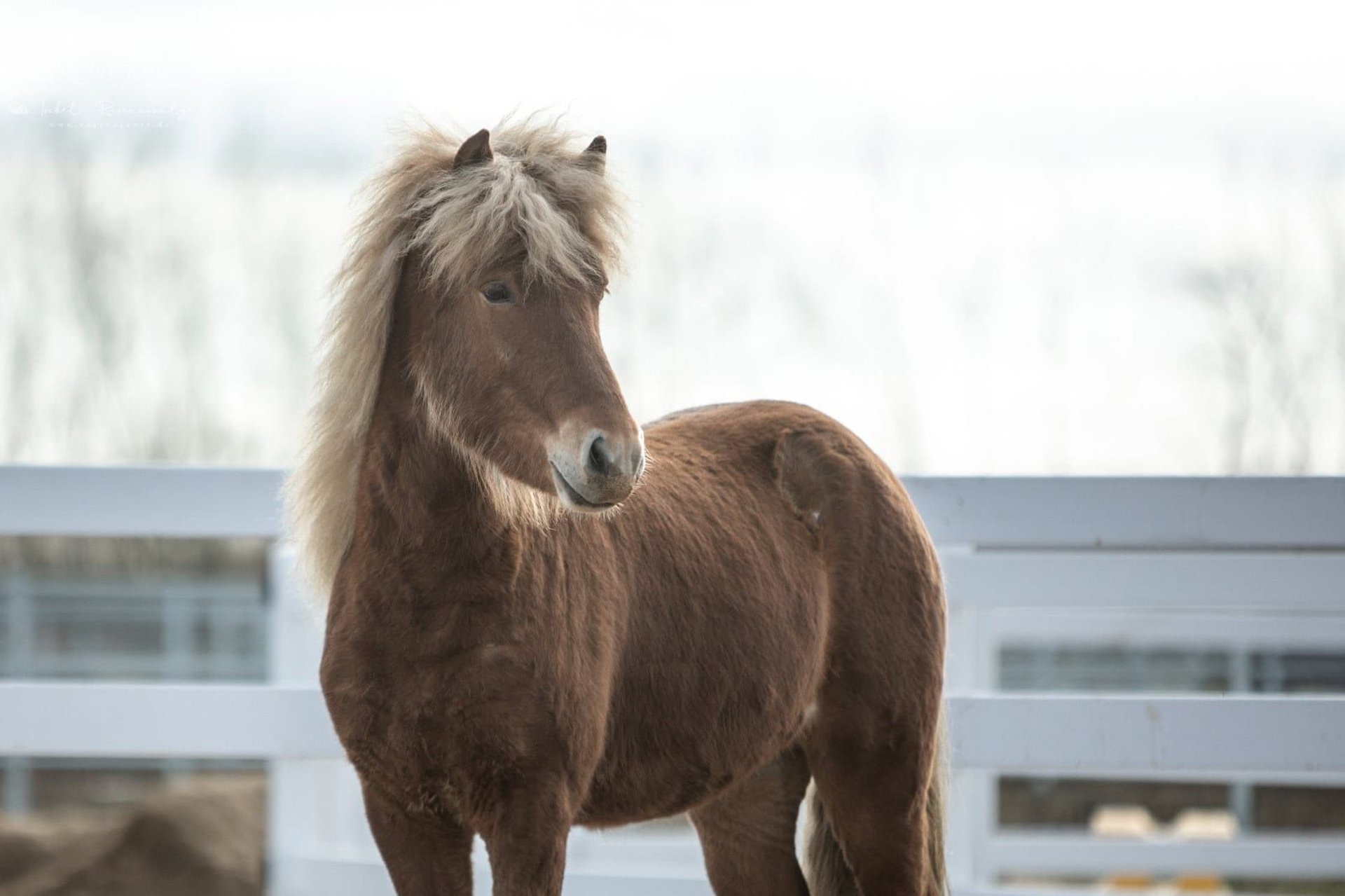 Islandpferd Wallach 4 Jahre 142 cm Fuchs in Lehmrade
