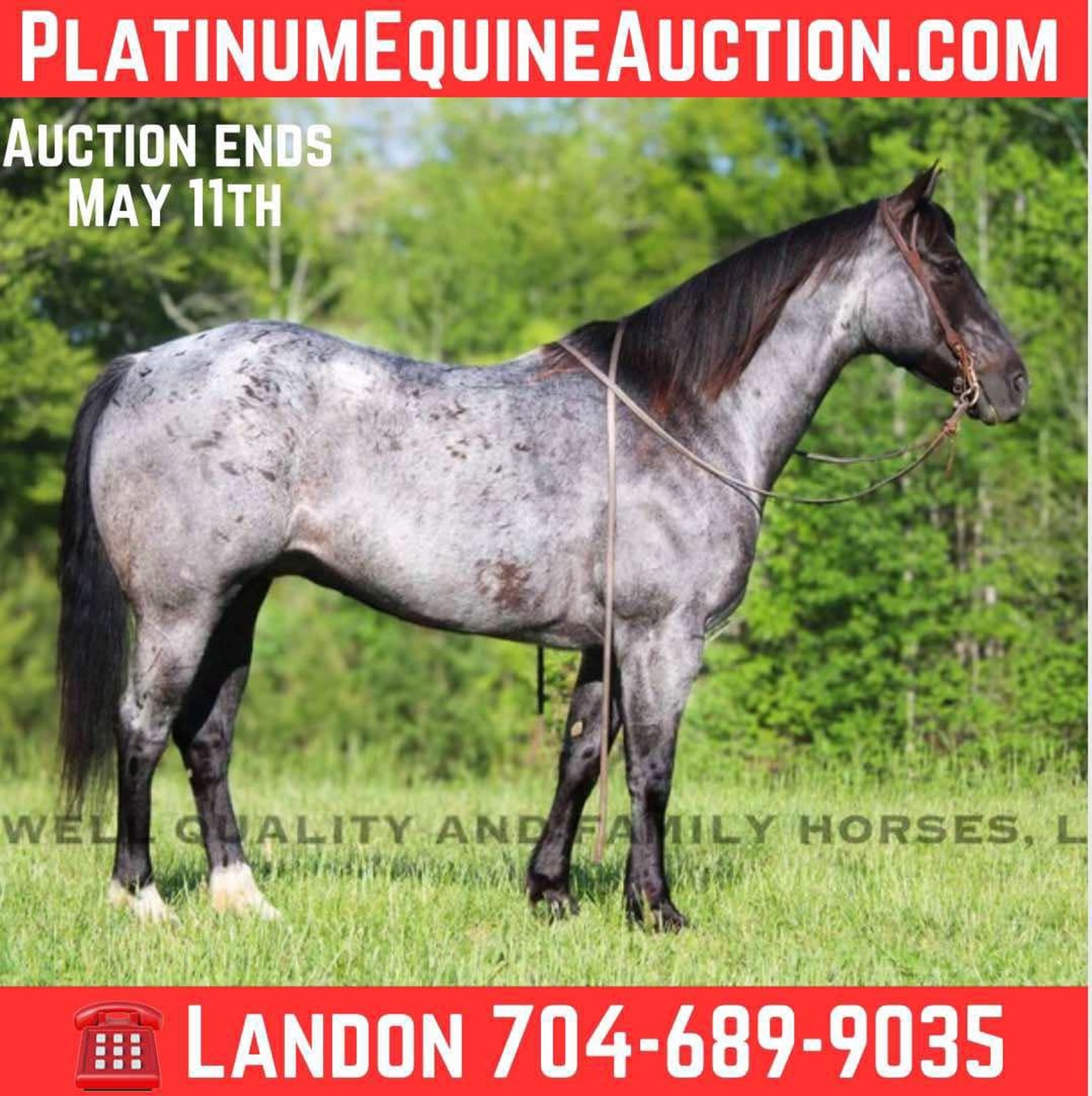 Caballo cuarto de milla Caballo castrado 13 años Ruano azulado in ...