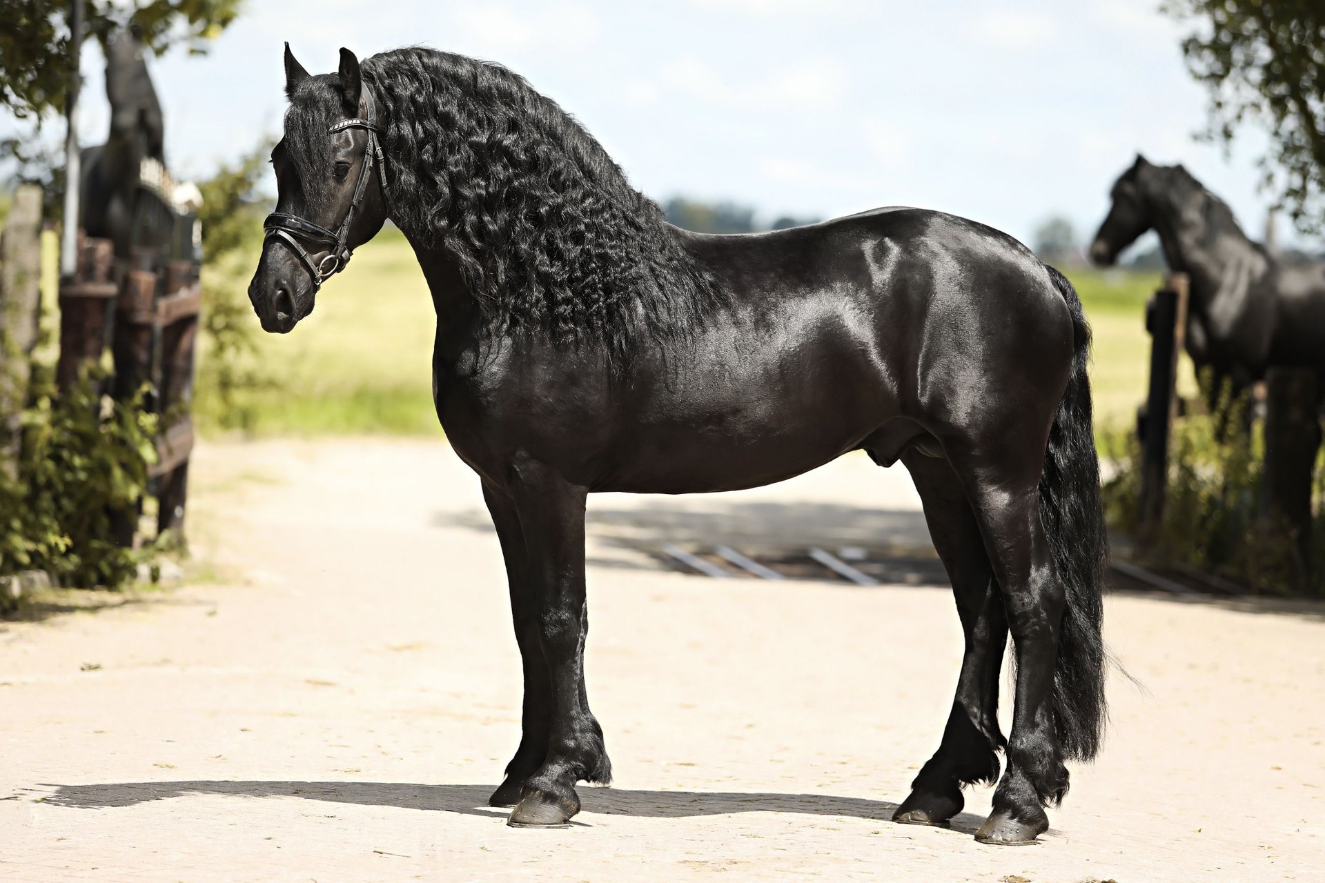 Friesian horses Stallion 4 years 16 hh Black in Britswert