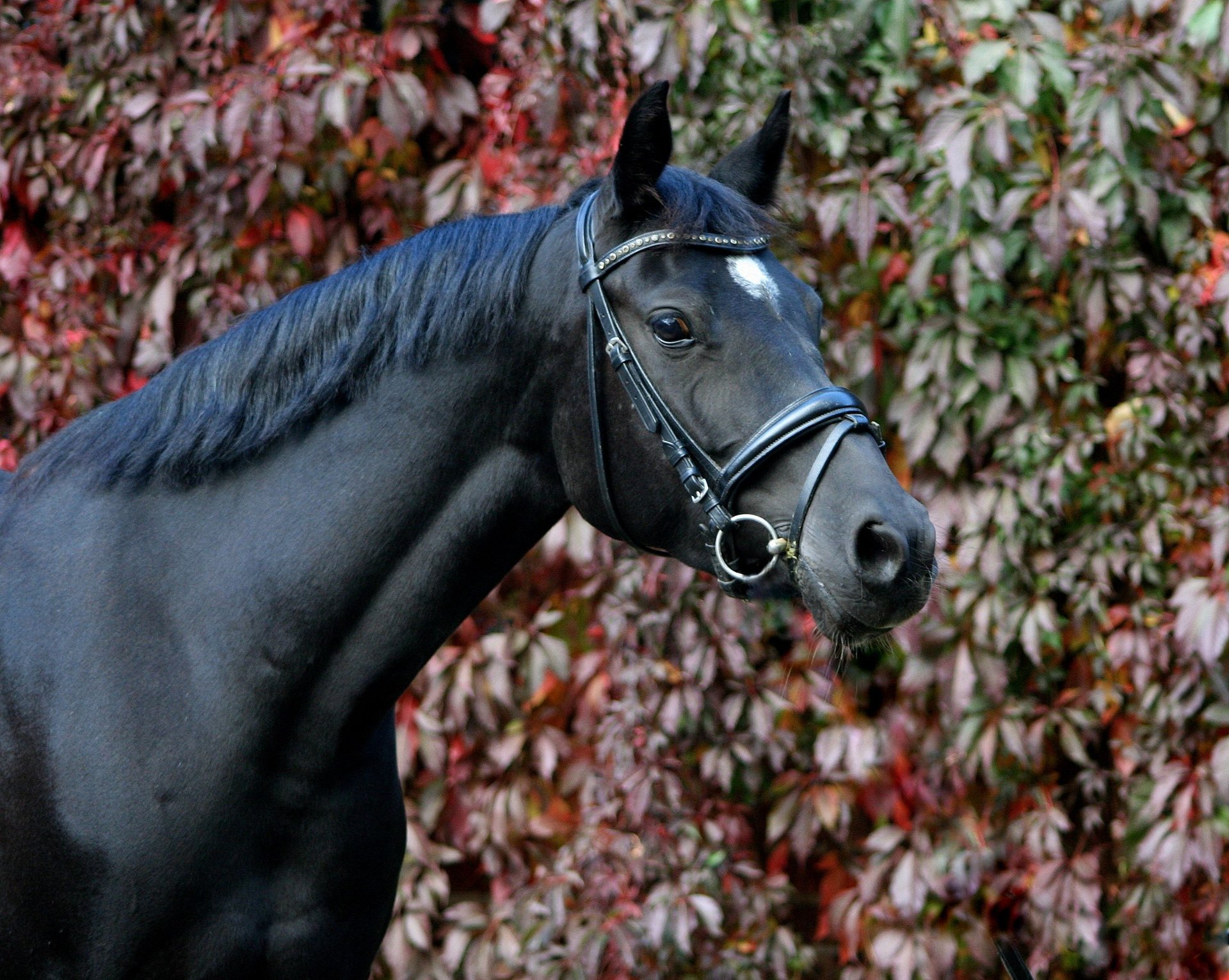 Deutsches Reitpony Stute 9 Jahre 147 cm Rappe in Eilum