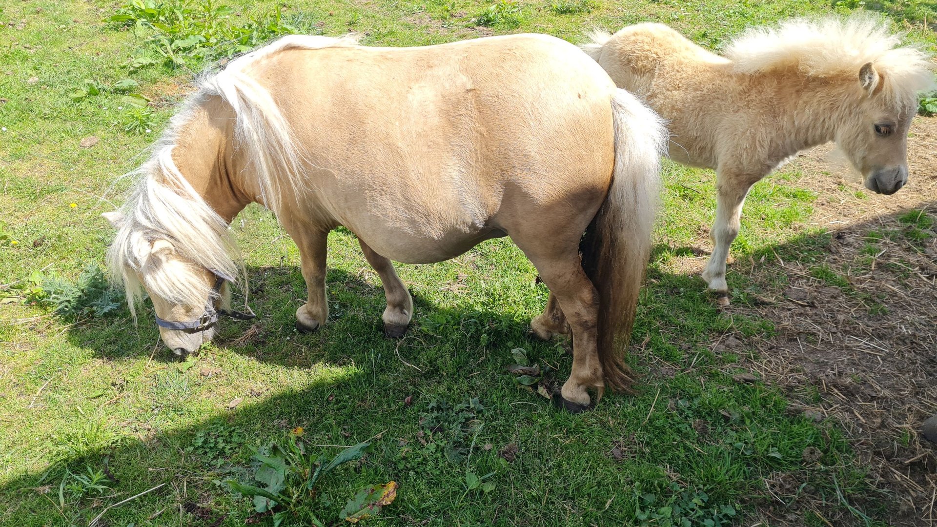 Mini poney Shetland Jument 5 Ans 79 cm Palomino in Butzow