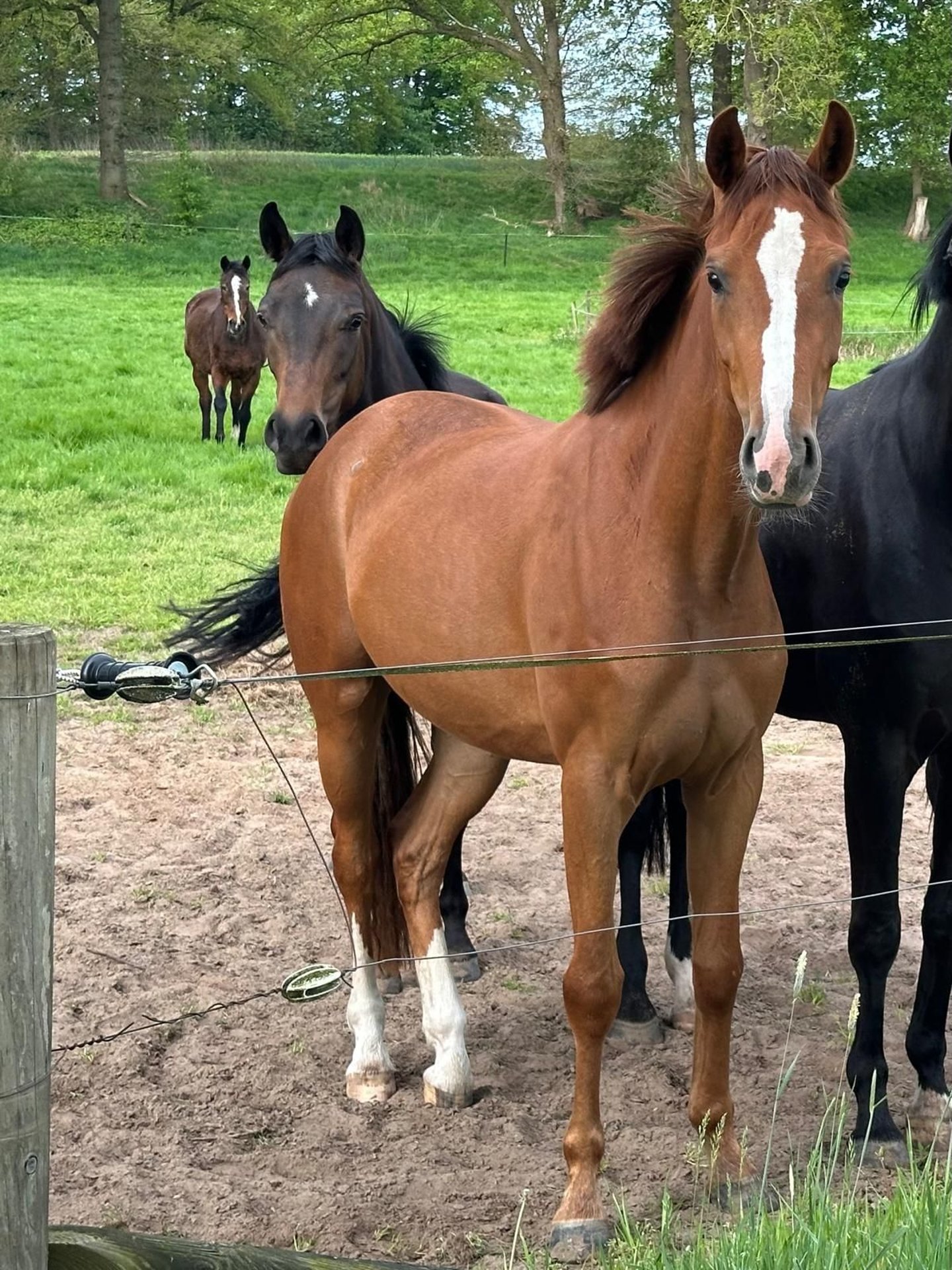 Oldenburg Mare 3 years 16,1 hh Chestnut-Red in Löningen