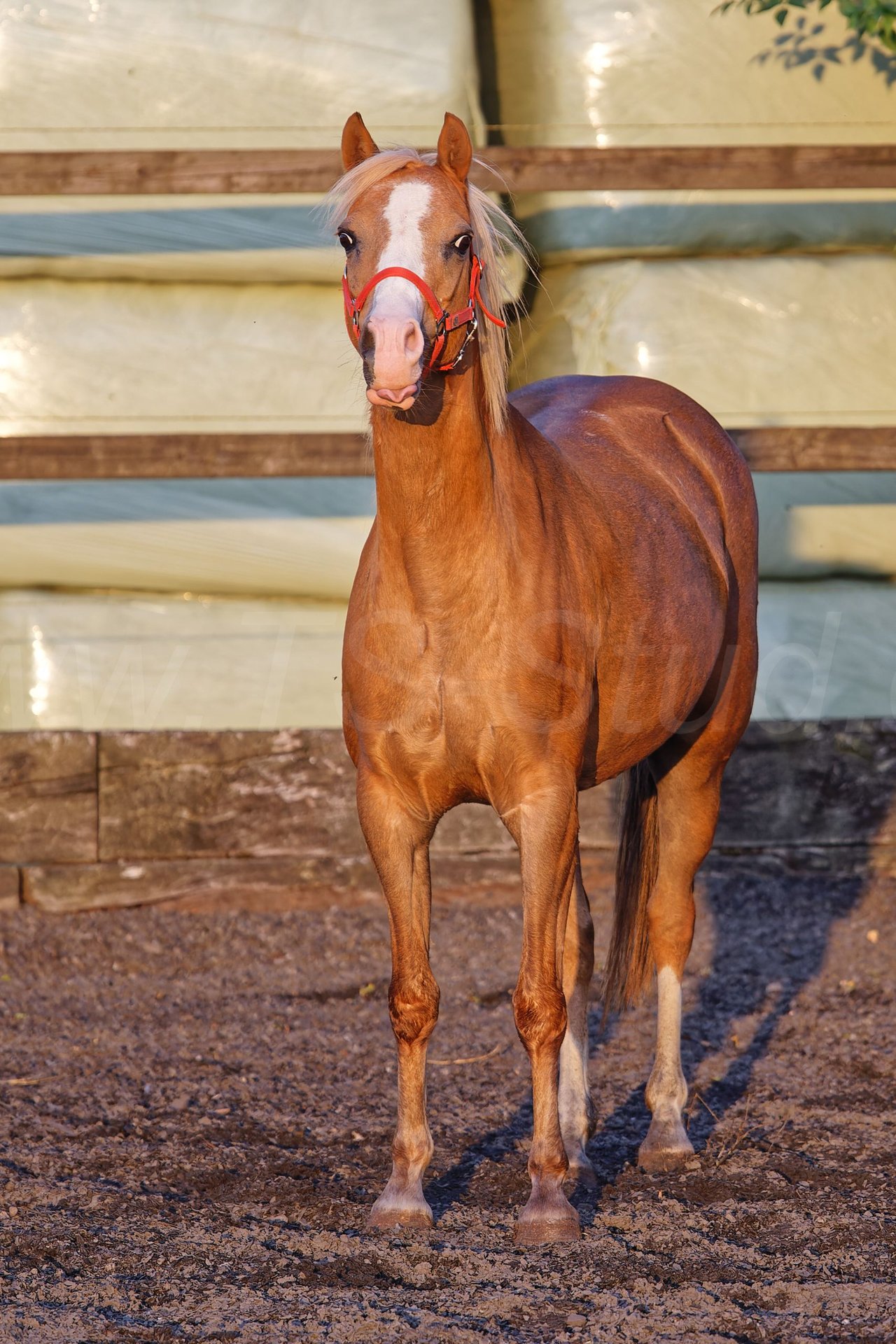Welsh B Mare 15 years 13 hh Chestnut-Red in Meerbusch