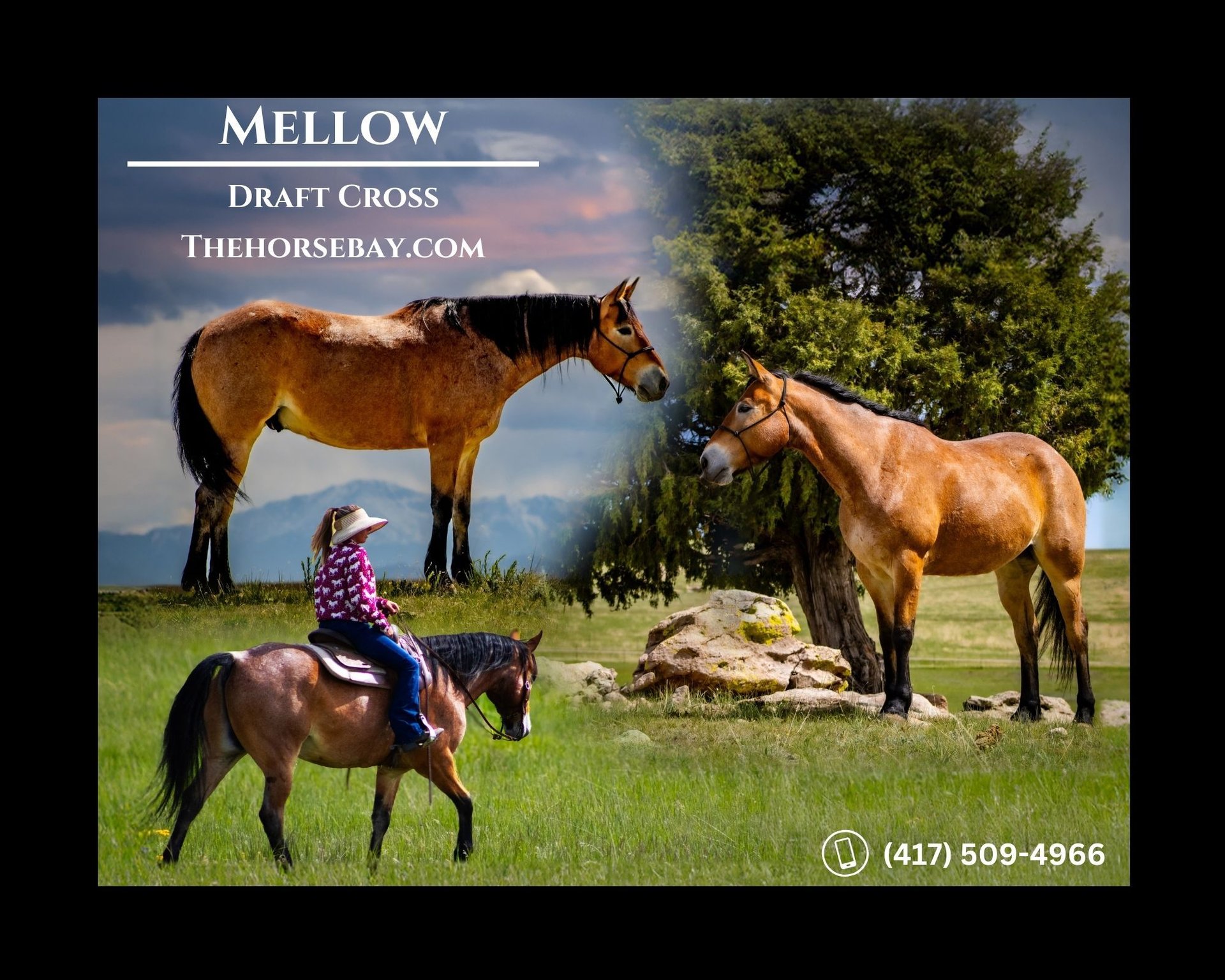 Draft Horse Mix Gelding 9 years 15,2 hh Roan-Red in Elbert, CO