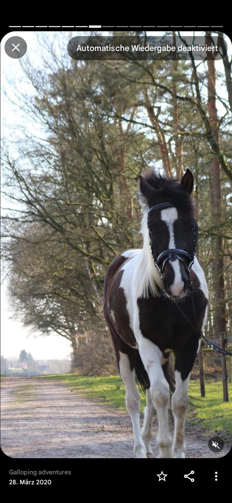 Lewitzer Wallach 9 Jahre 146 cm Schecke in Achim