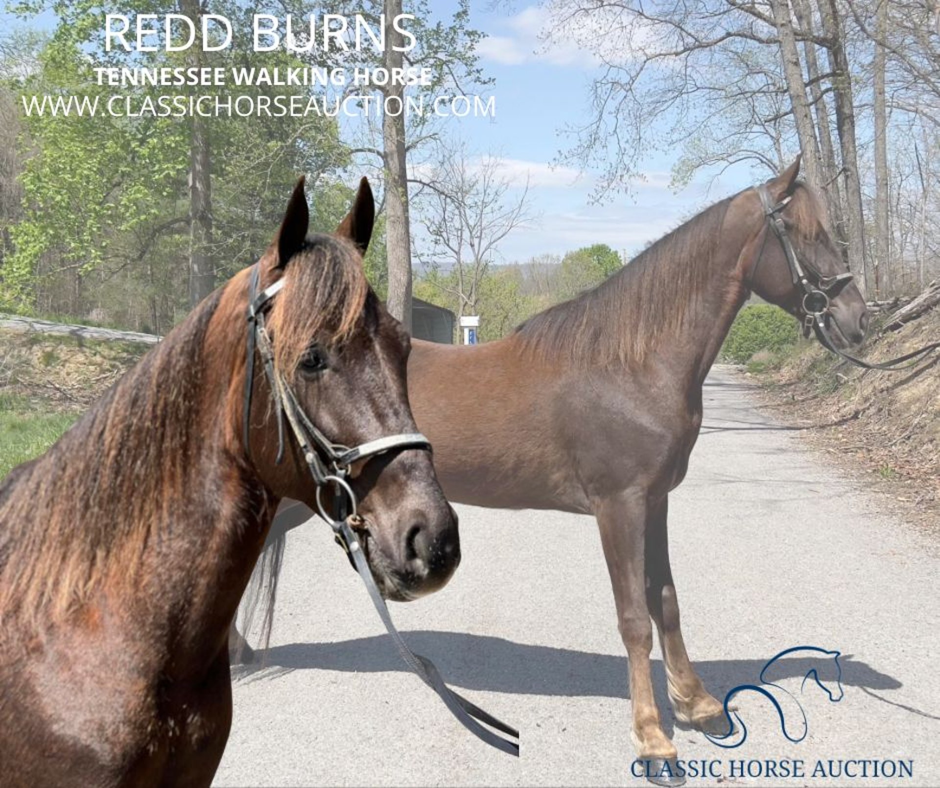 Tennessee Walking Horse Wallach 4 Jahre 142 cm Dunkelfuchs in Sneedville, TN