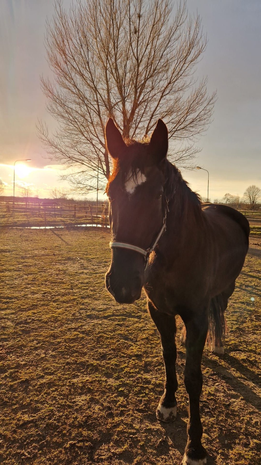 Friesian horses Mix Mare 5 years 15,2 hh Black in Gallbrunn