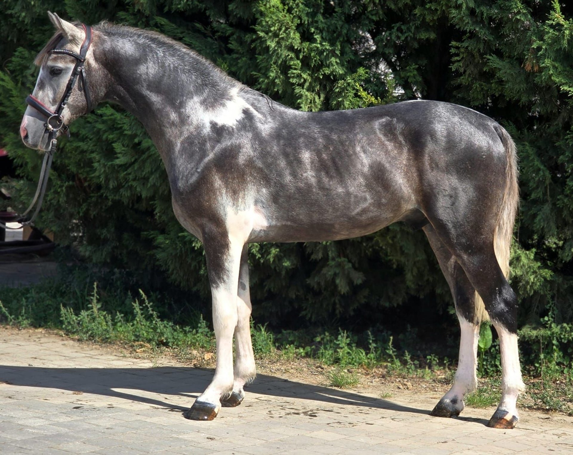 Weitere Ponys/Kleinpferde Wallach 4 Jahre 148 cm Schecke in Békéscsaba