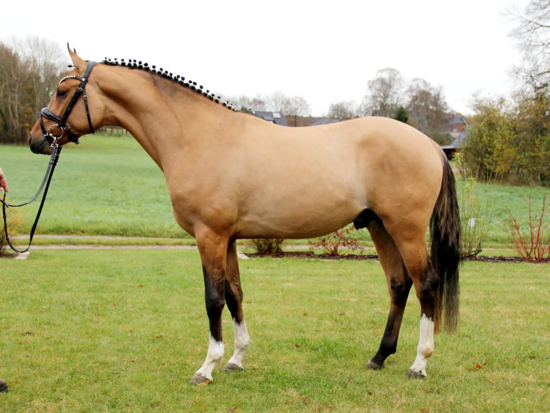 Deutsches Reitpferd Hengst 3 Jahre 147 cm Falbe in Münster