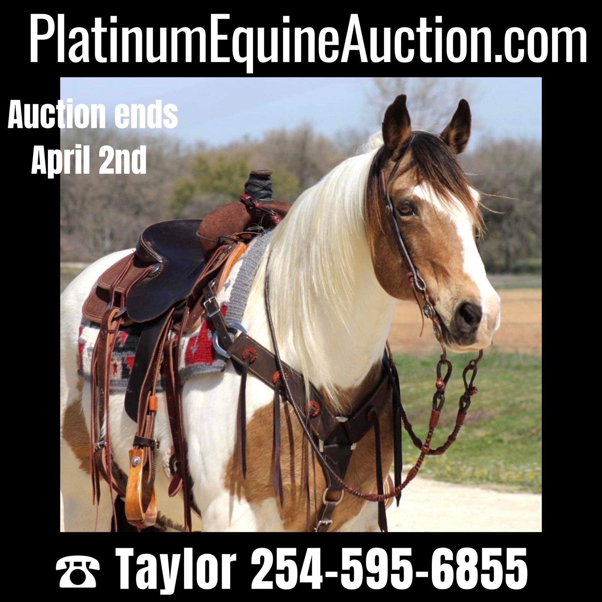 American Quarter Horse Gelding 15 years 15,1 hh Tobiano-all-colors in ...