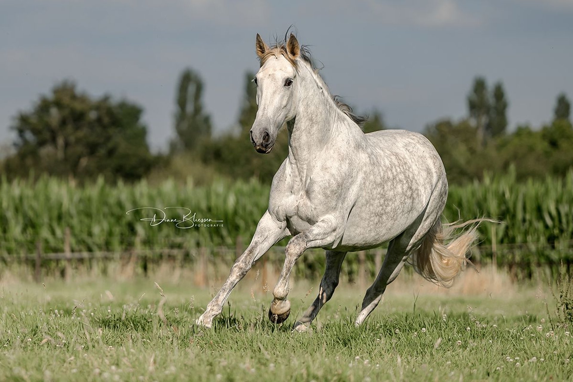 PRE Mare 10 years 15,2 hh Gray-Dapple in Jülich
