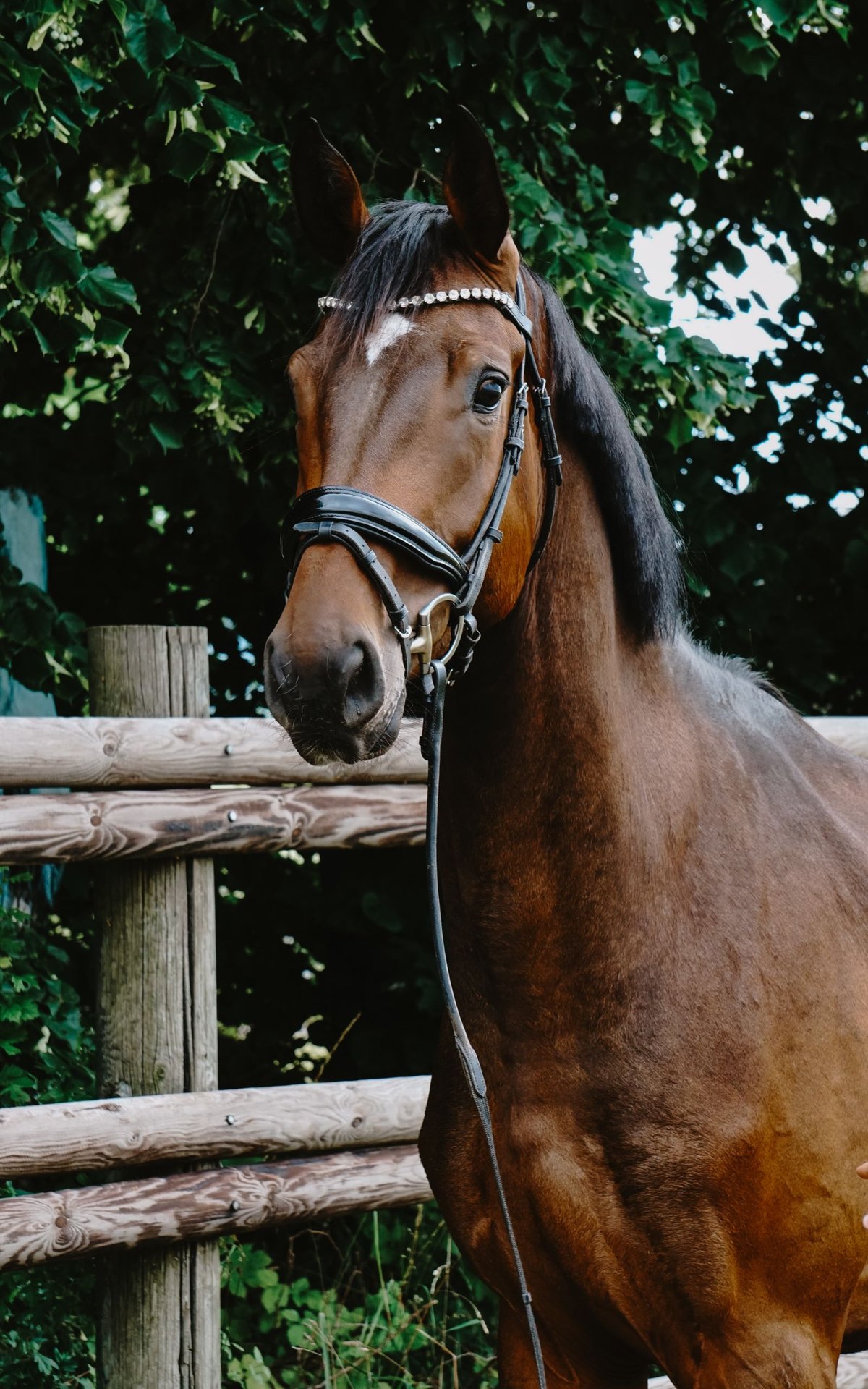 German Sport Horse Gelding 4 years 16,3 hh Bay-Dark in Porta Westfalica