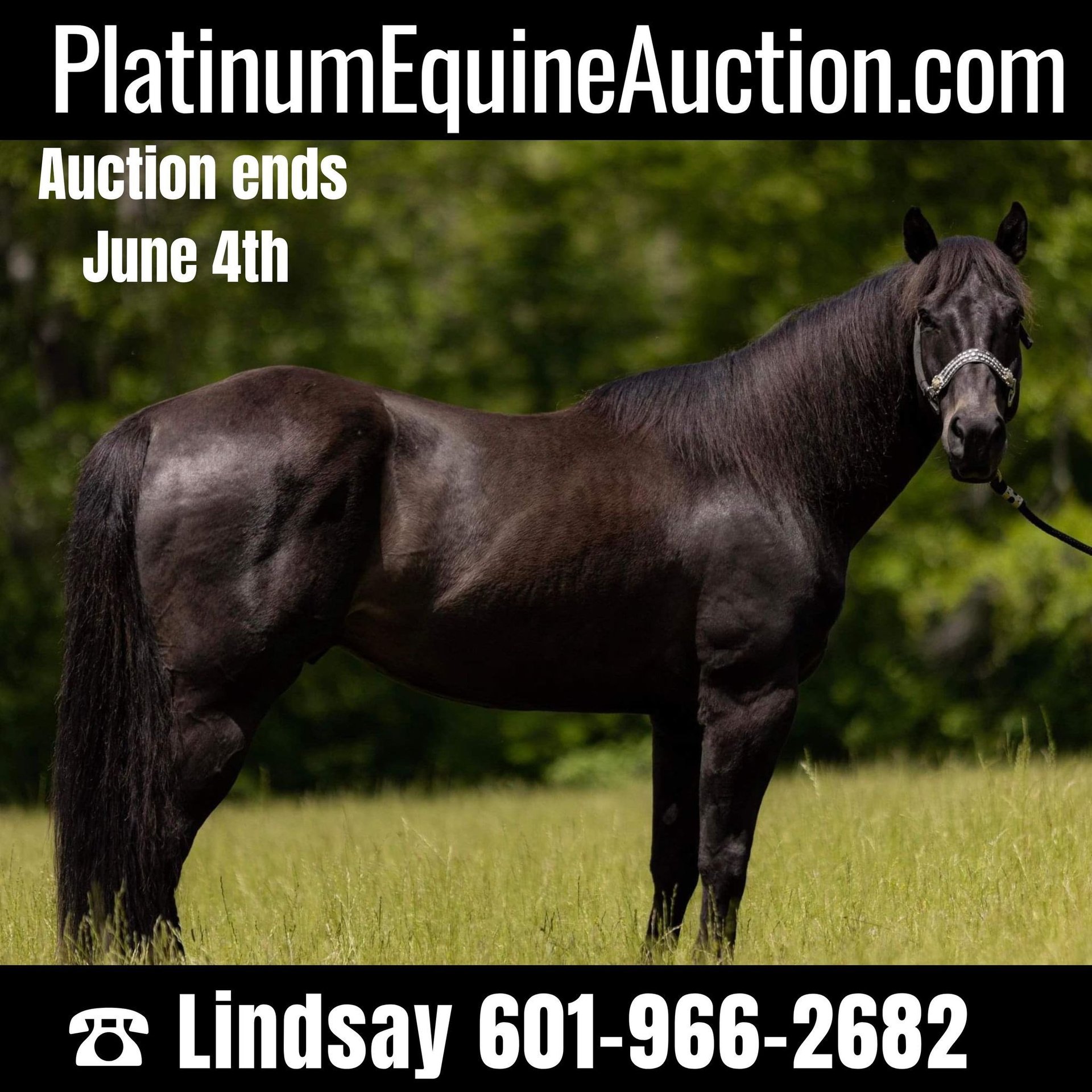 American Quarter Horse Castrone 9 Anni 155 cm Morello in Bovina MS